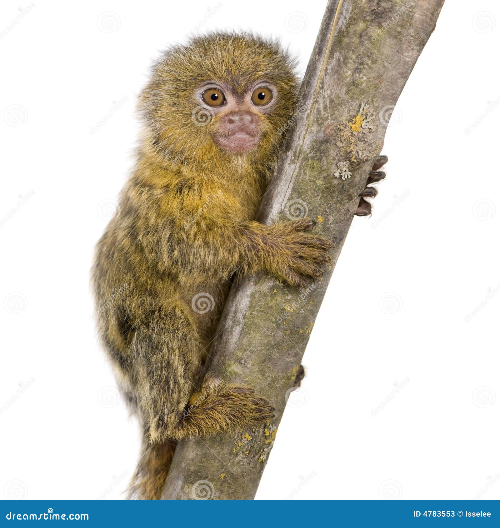 Pygmy Marmoset Monkey In The Amazon Rainforest Stock Photography ...
