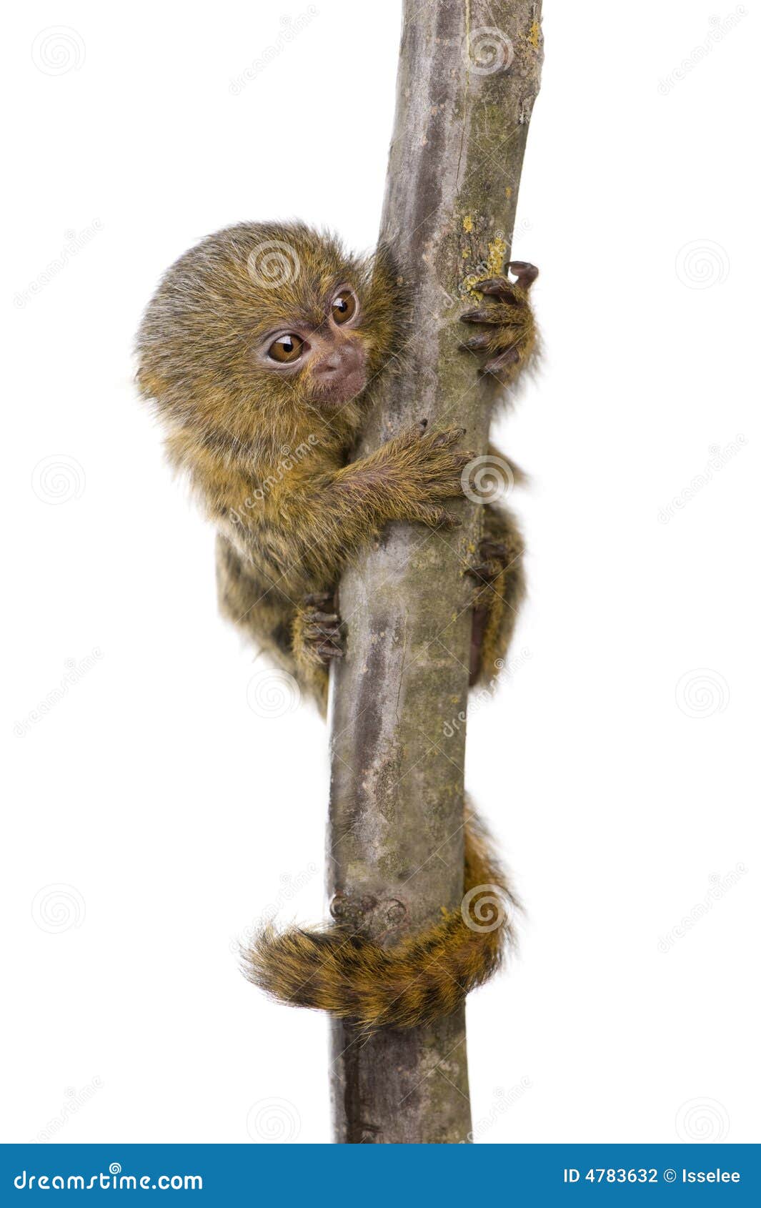 Pygmy Marmoset Climbing In A Tree, Worlds Smallest Monkey, Small ...