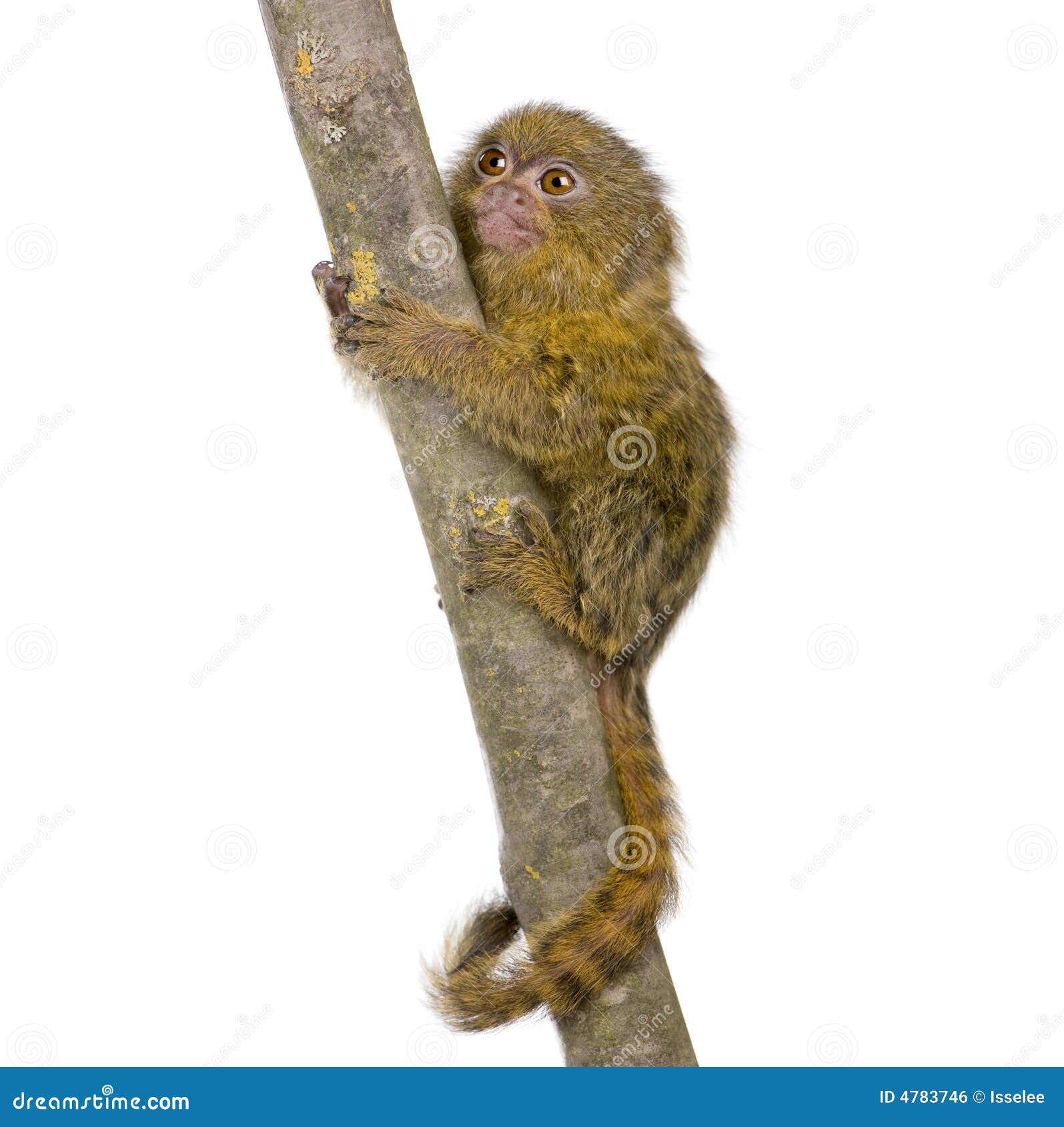 Pygmy Marmoset Climbing In A Tree, Worlds Smallest Monkey, Small ...