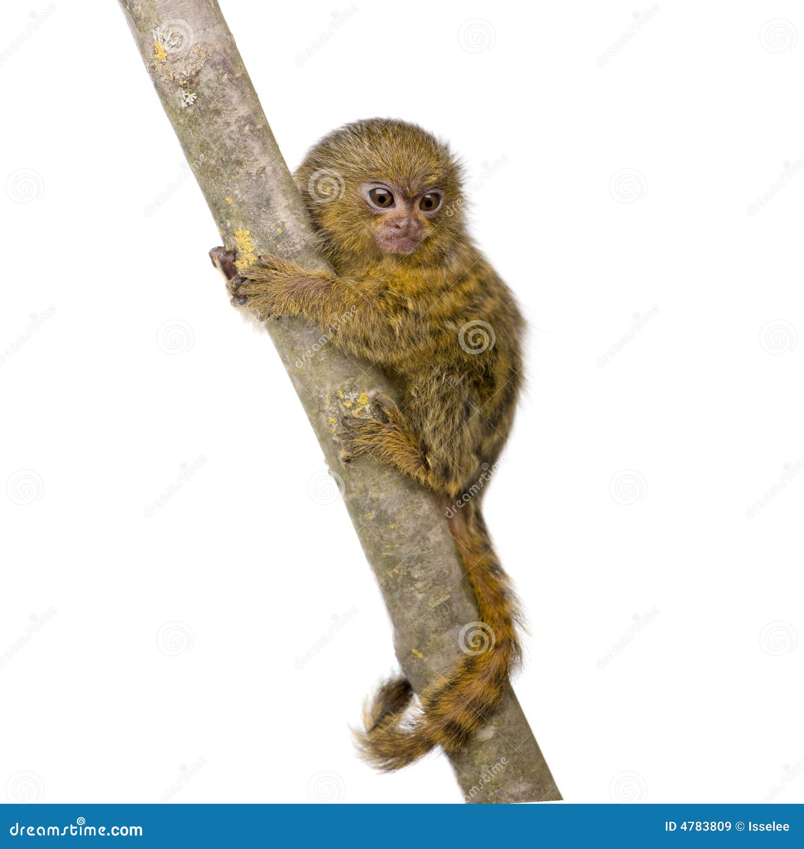 Pygmy Marmoset Climbing In A Tree, Worlds Smallest Monkey, Small ...