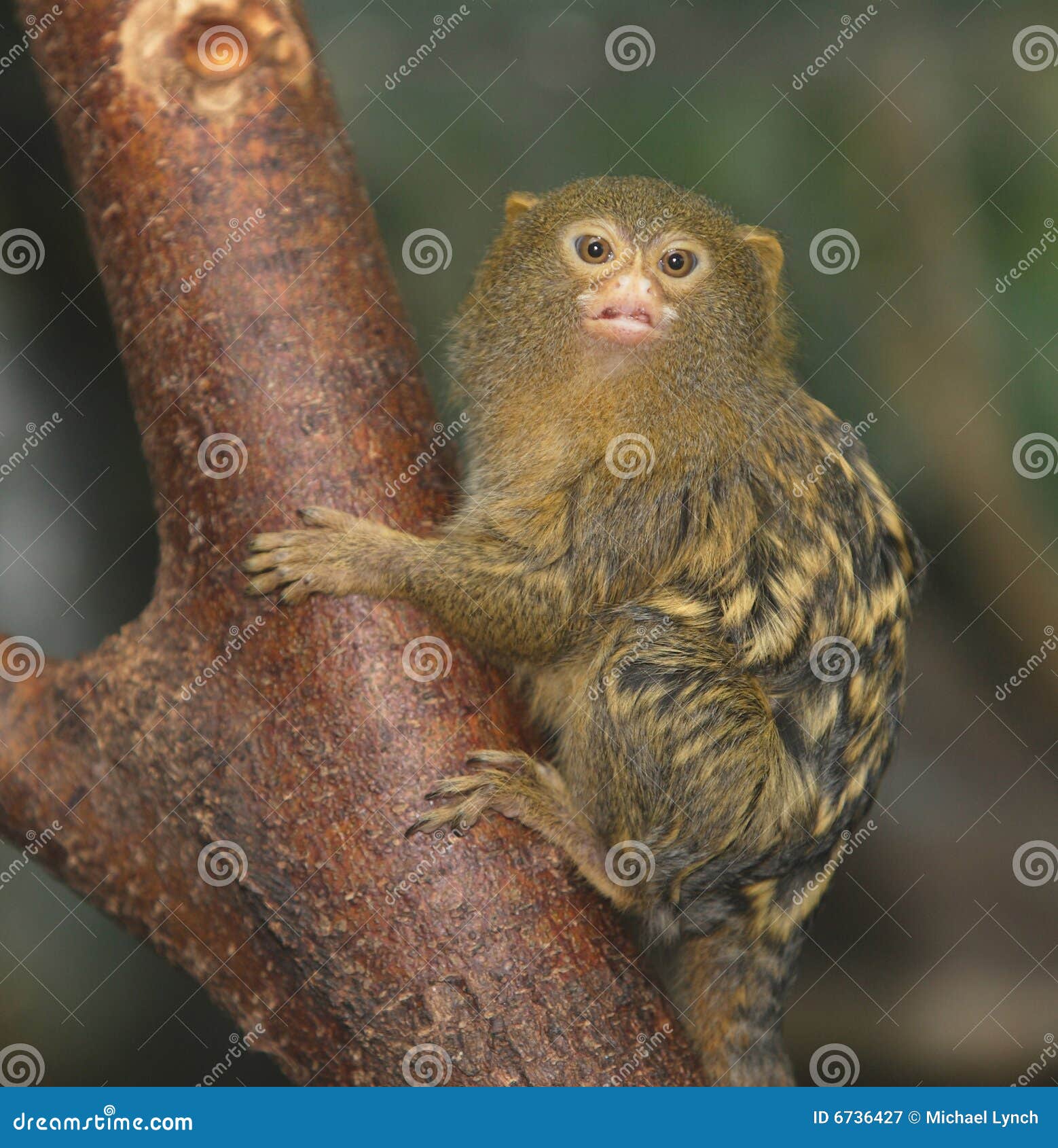 Pygmy Marmoset Or Dwarf Monkey Royalty-Free Stock Photography ...