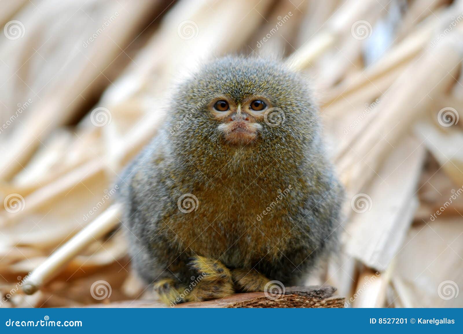 Pygmy Marmoset