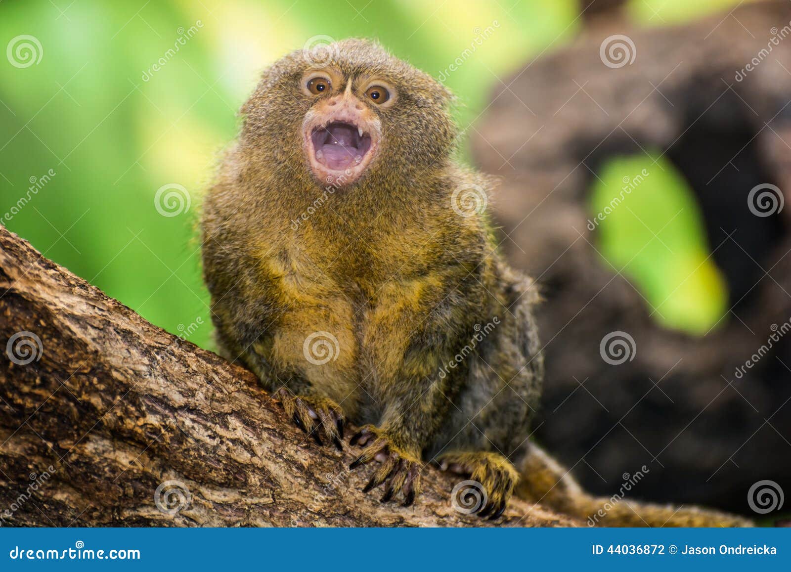 Pygmy Marmoset stock photo. Image of face, growth, environmental - 44036872