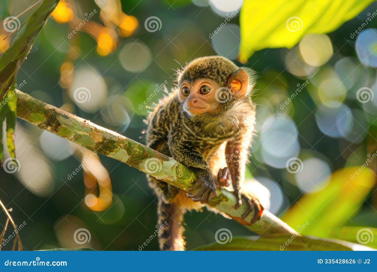Pygmy Marmoset Climbing In A Tree, Worlds Smallest Monkey, Small ...