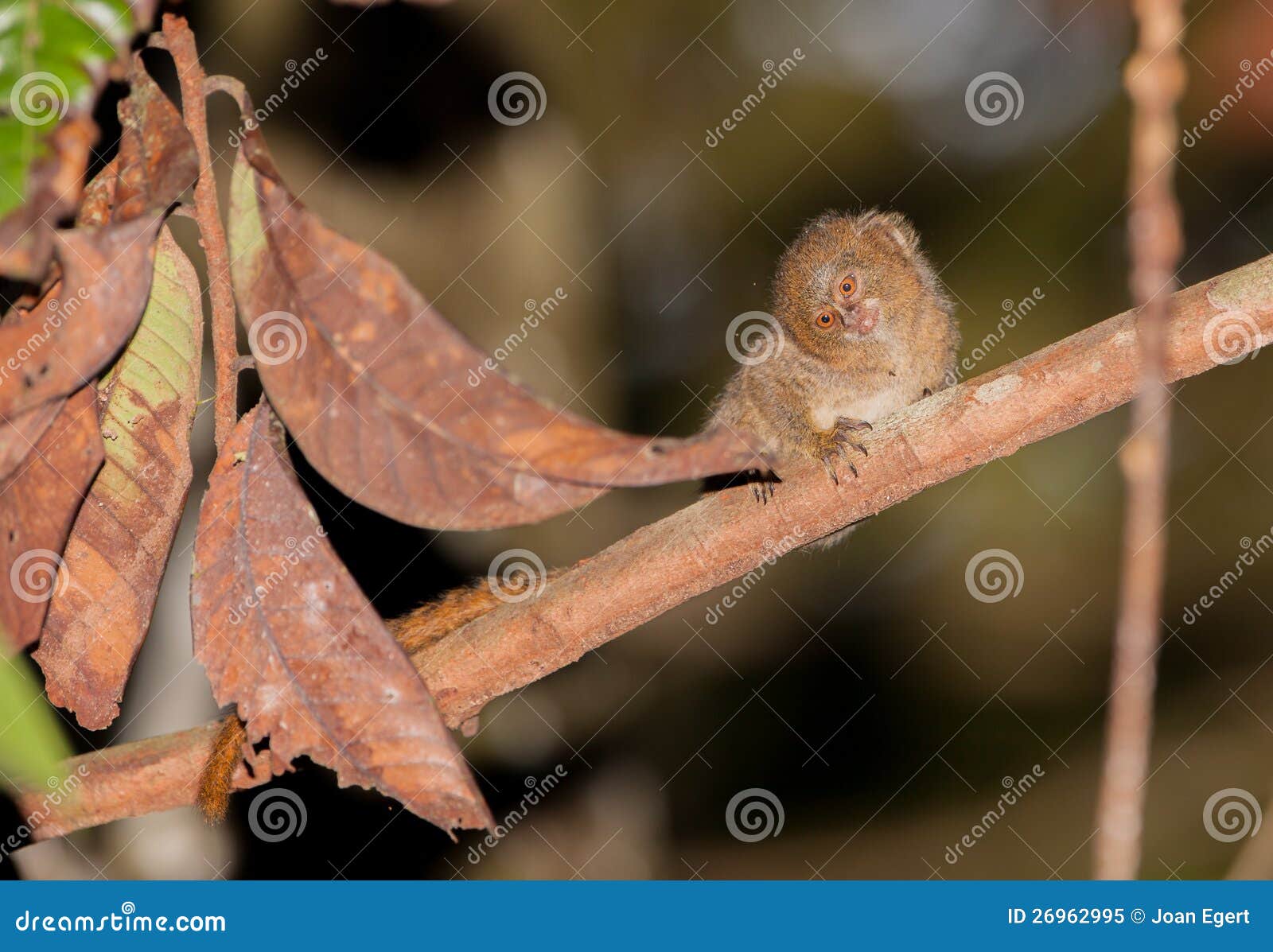 Pygmy Marmoset on branch stock image. Image of exotic - 26962995