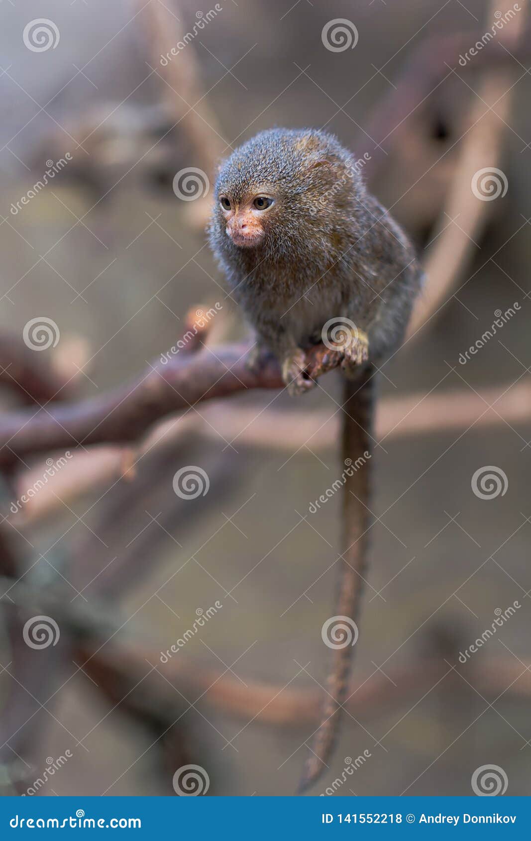 Pygmy Marmoset Callithrix Cebuella Pygmaea Stock Photo - Image of ...