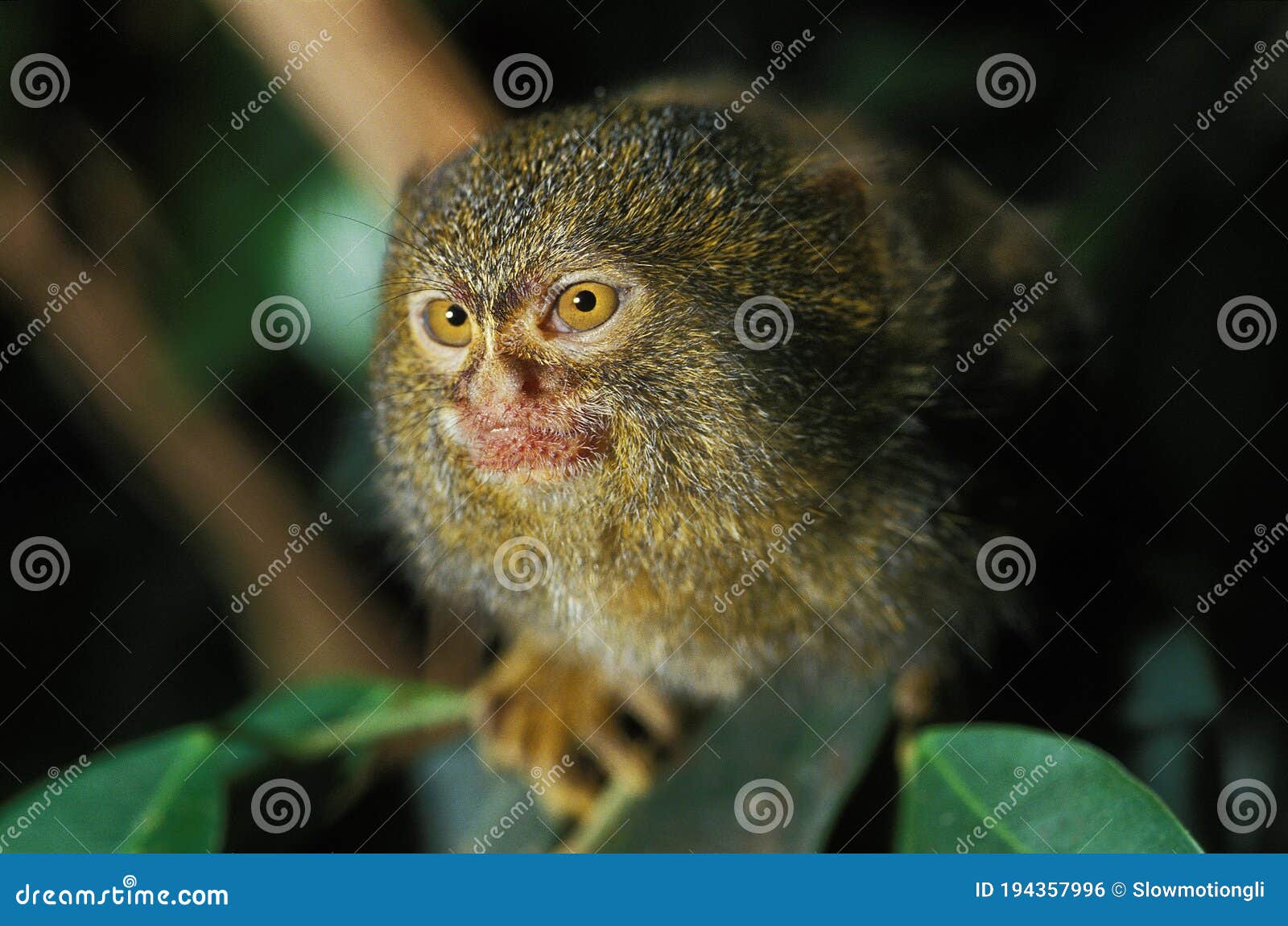 PYGMY MARMOSET Callithrix Pygmaea Stock Photo - Image of animal, full ...
