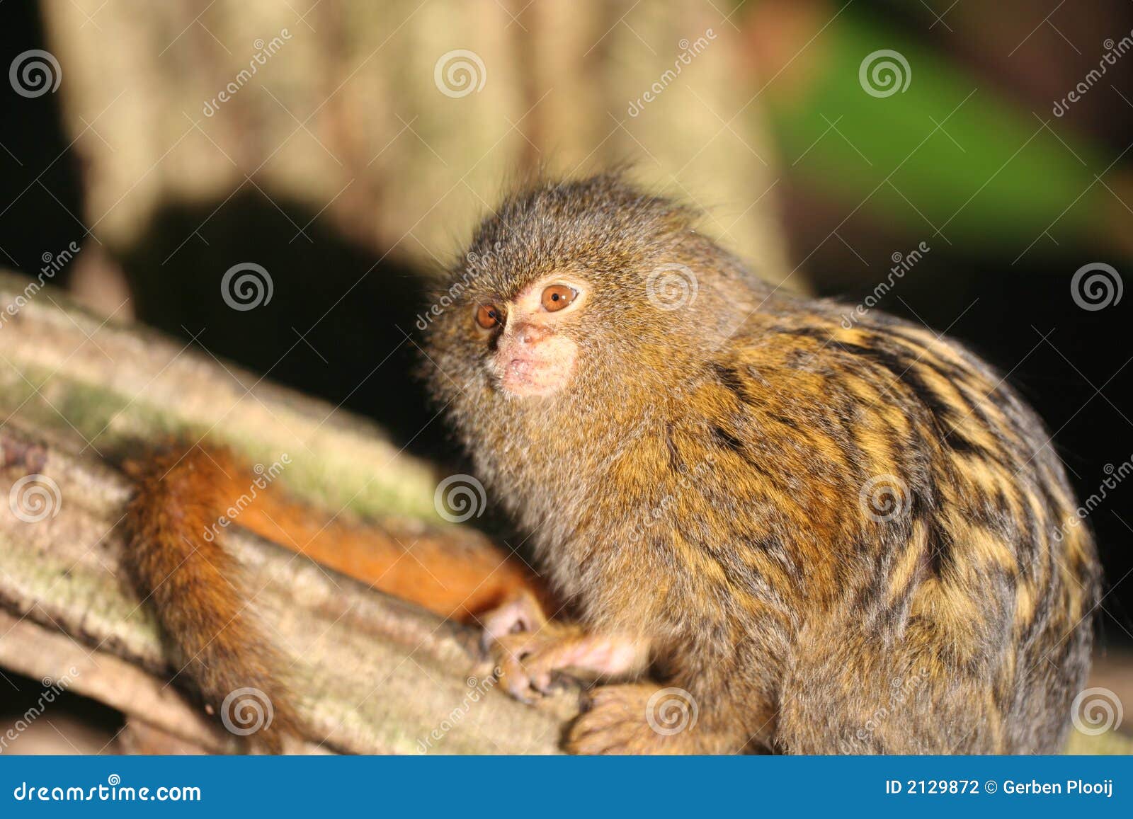 Pygmy Marmoset (Callithrix Pygmaea) Stock Photo - Image of mammal ...