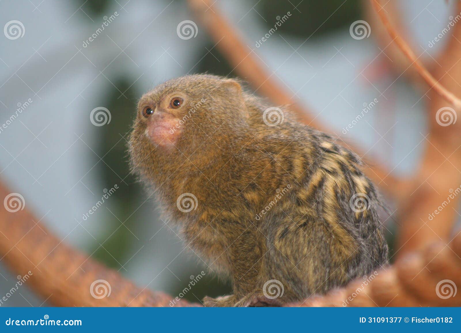 Pygmy Marmoset (Callithrix Pygmaea) Stock Image - Image of america ...