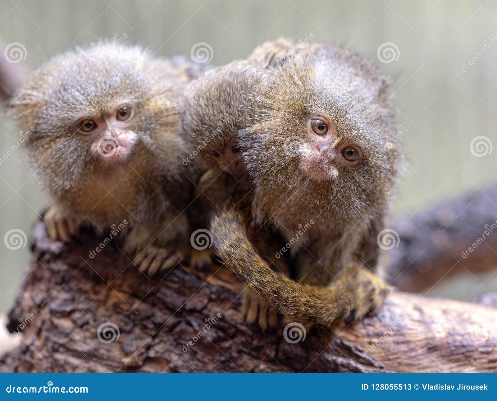Pygmy Marmoset, Callithrix Pygmaea, Parents with Chicks Stock Image ...
