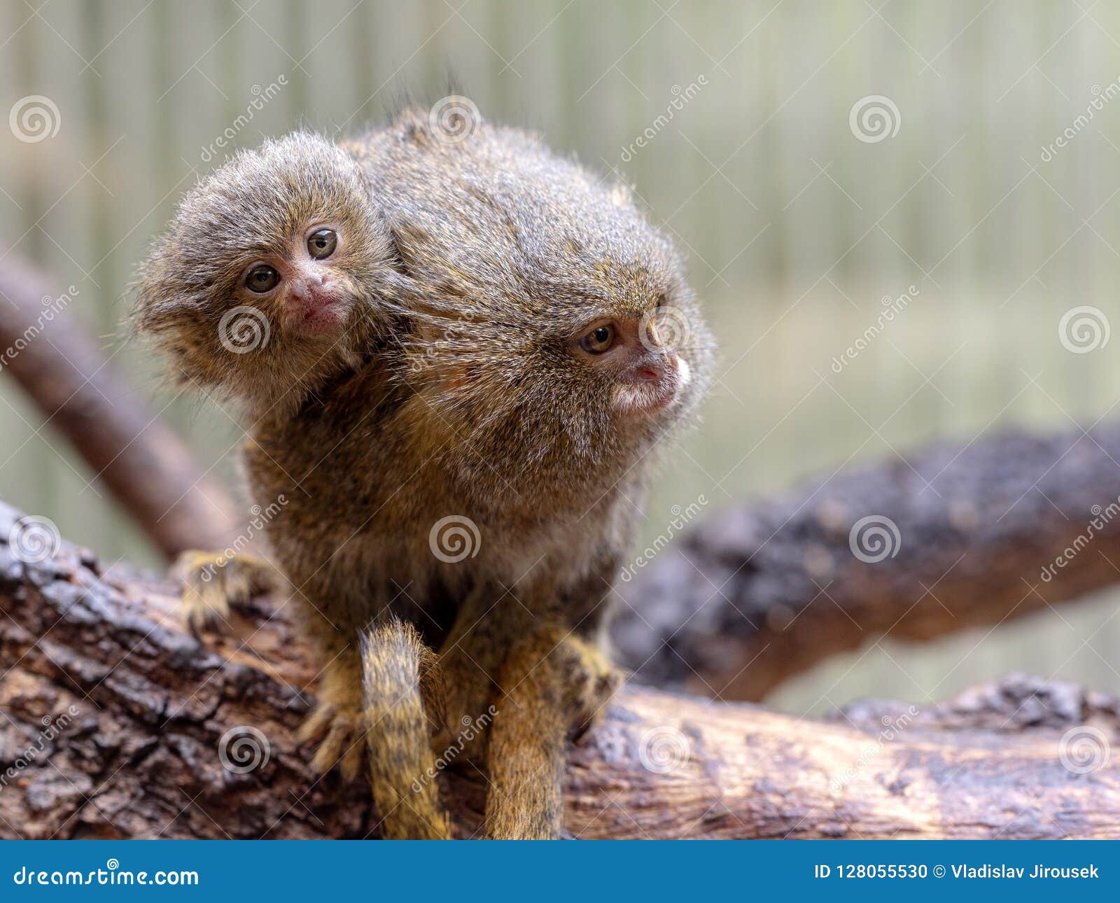 Pygmy Marmoset, Callithrix Pygmaea, Parents with Chicks Stock Photo ...