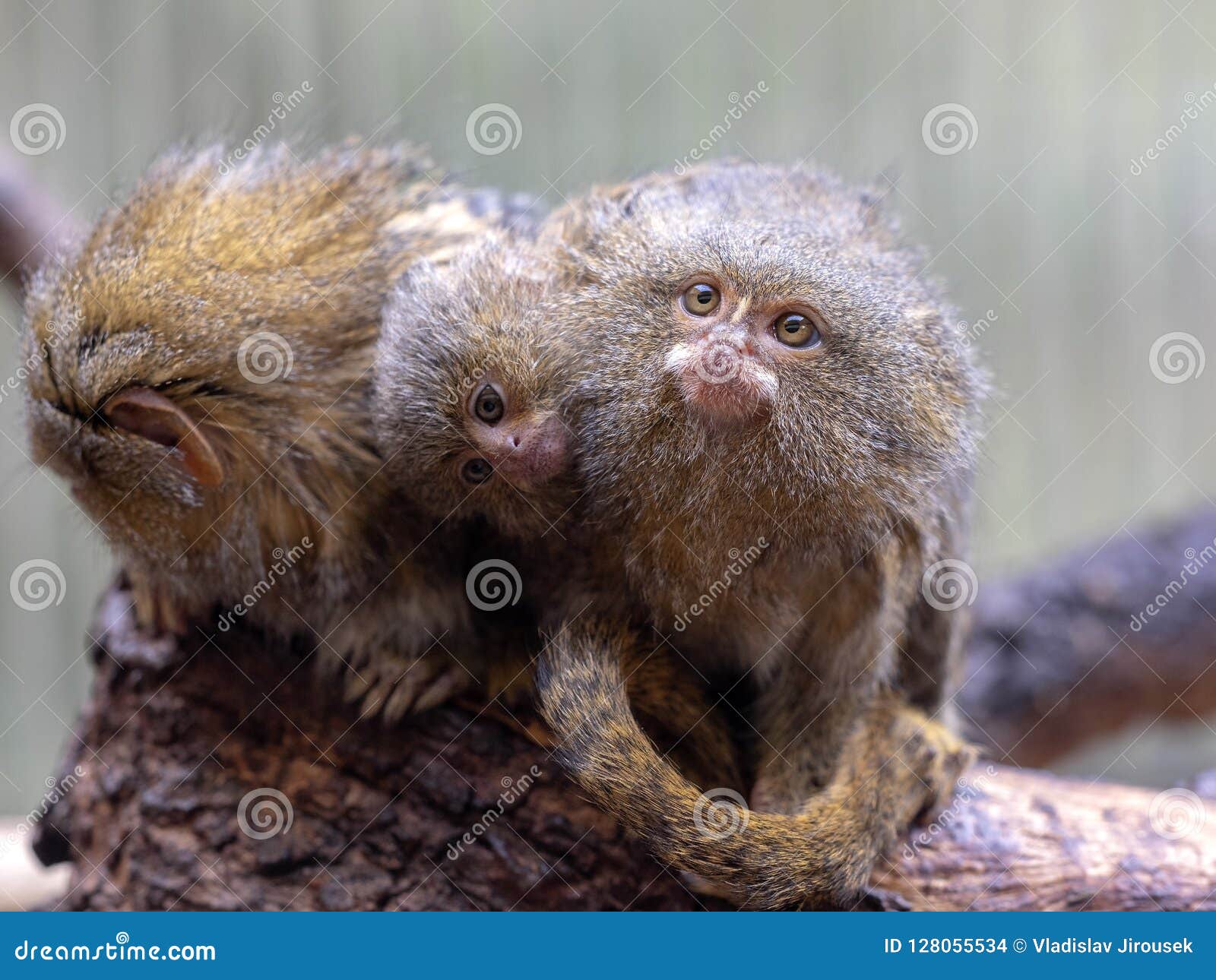Pygmy Marmoset, Callithrix Pygmaea, Parents with Chicks Stock Photo ...