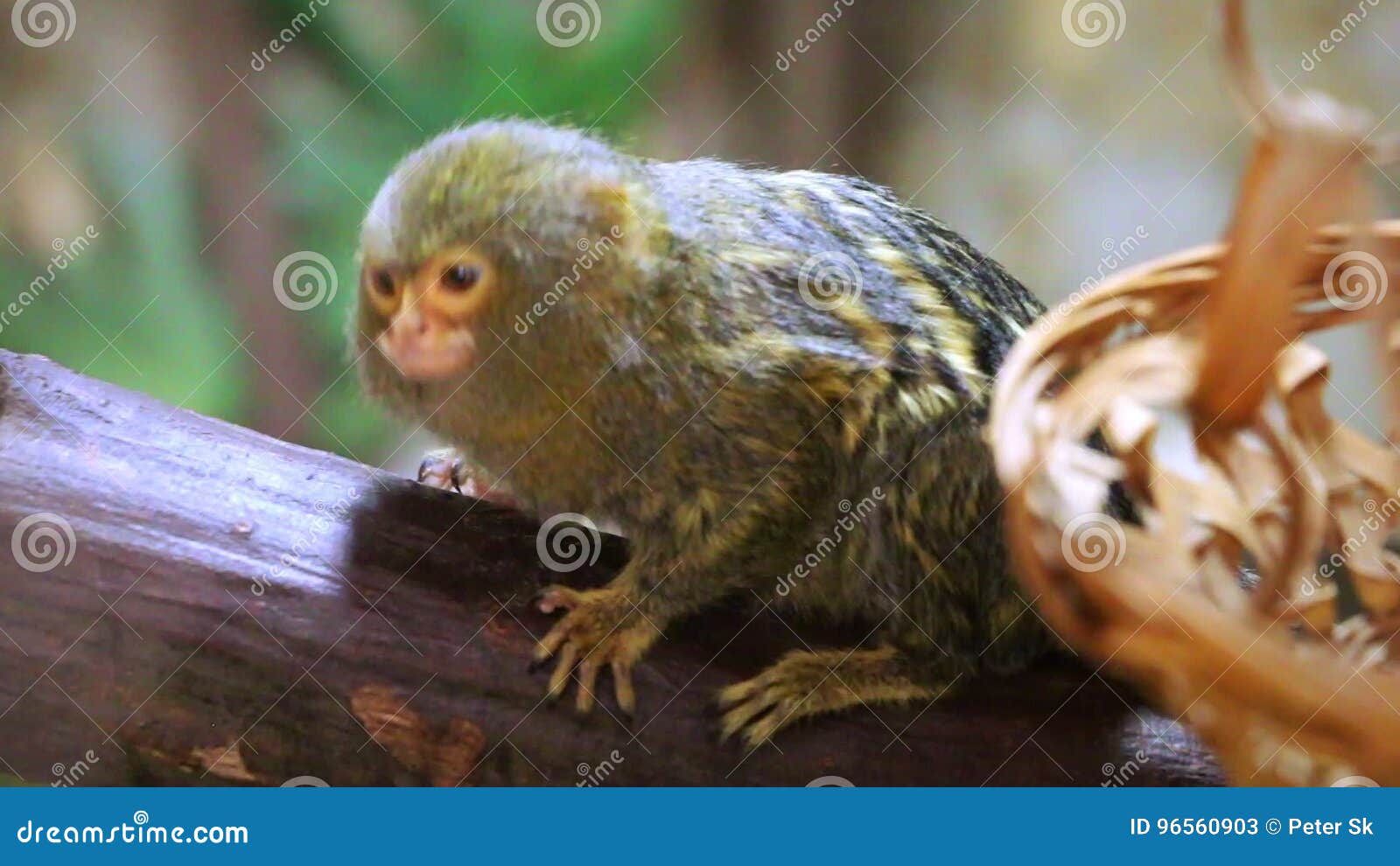 Pygmy Marmoset Cebuella Pygmaea Climbing Up Tree Trunk Stock Video ...