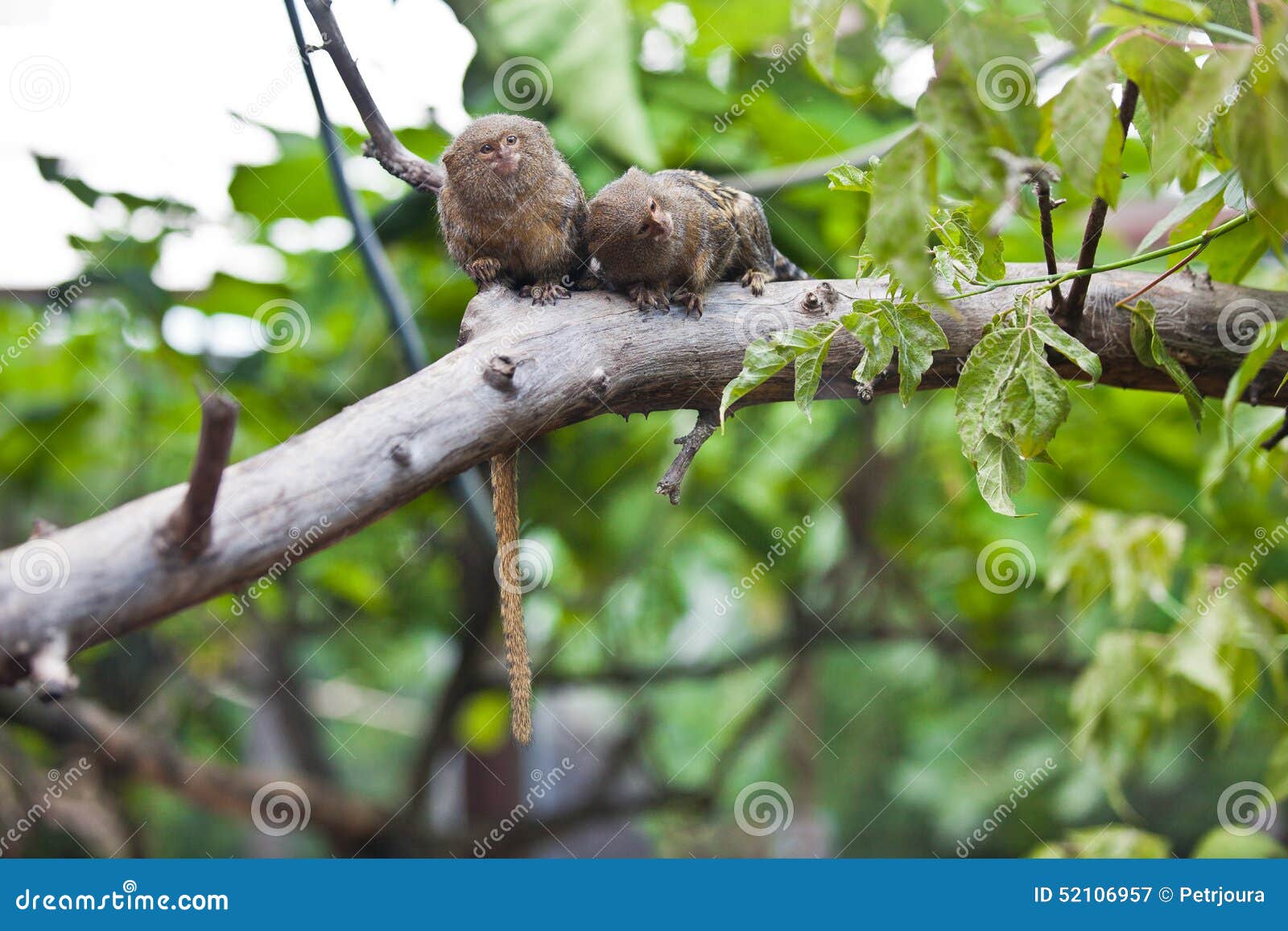 Pygmy Marmoset (Cebuella Pygmaea) Closeup Stock Image - Image of ...