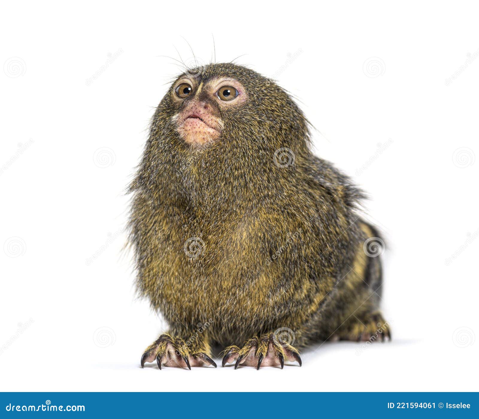 Cebuella Pygmaea, Finger Monkey, Pygmee Monkey Or Smallest Monkey In ...