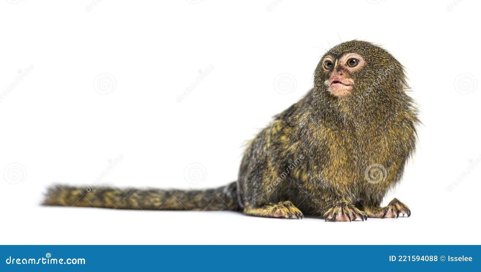 Cebuella Pygmaea, Finger Monkey, Pygmee Monkey Or Smallest Monkey In ...