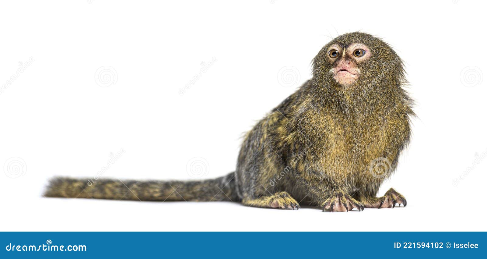 Cebuella Pygmaea, Finger Monkey, Pygmee Monkey Or Smallest Monkey In ...