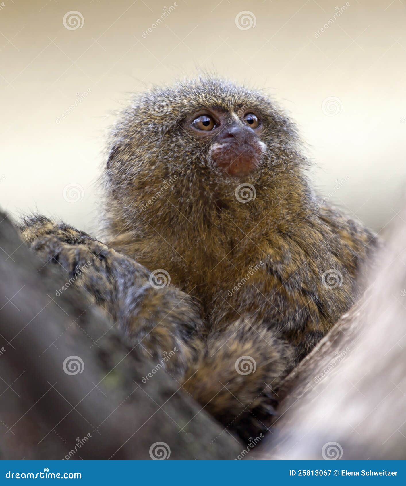 Pygmy Marmoset or Dwarf Monkey Stock Image - Image of pygmaea, pygmy ...