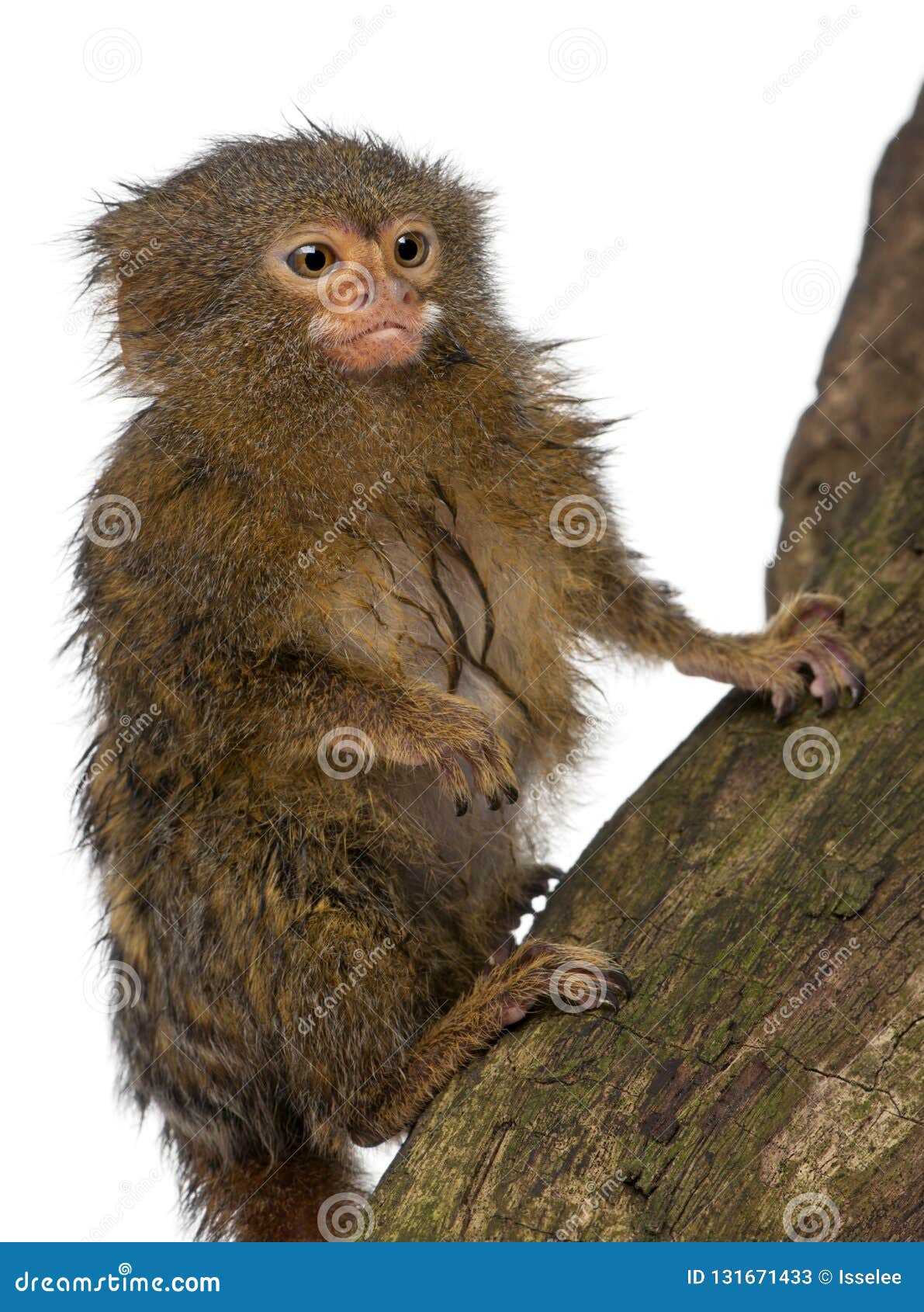 Pygmy Marmoset or Dwarf Monkey, Cebuella Pygmaea Stock Image - Image of ...