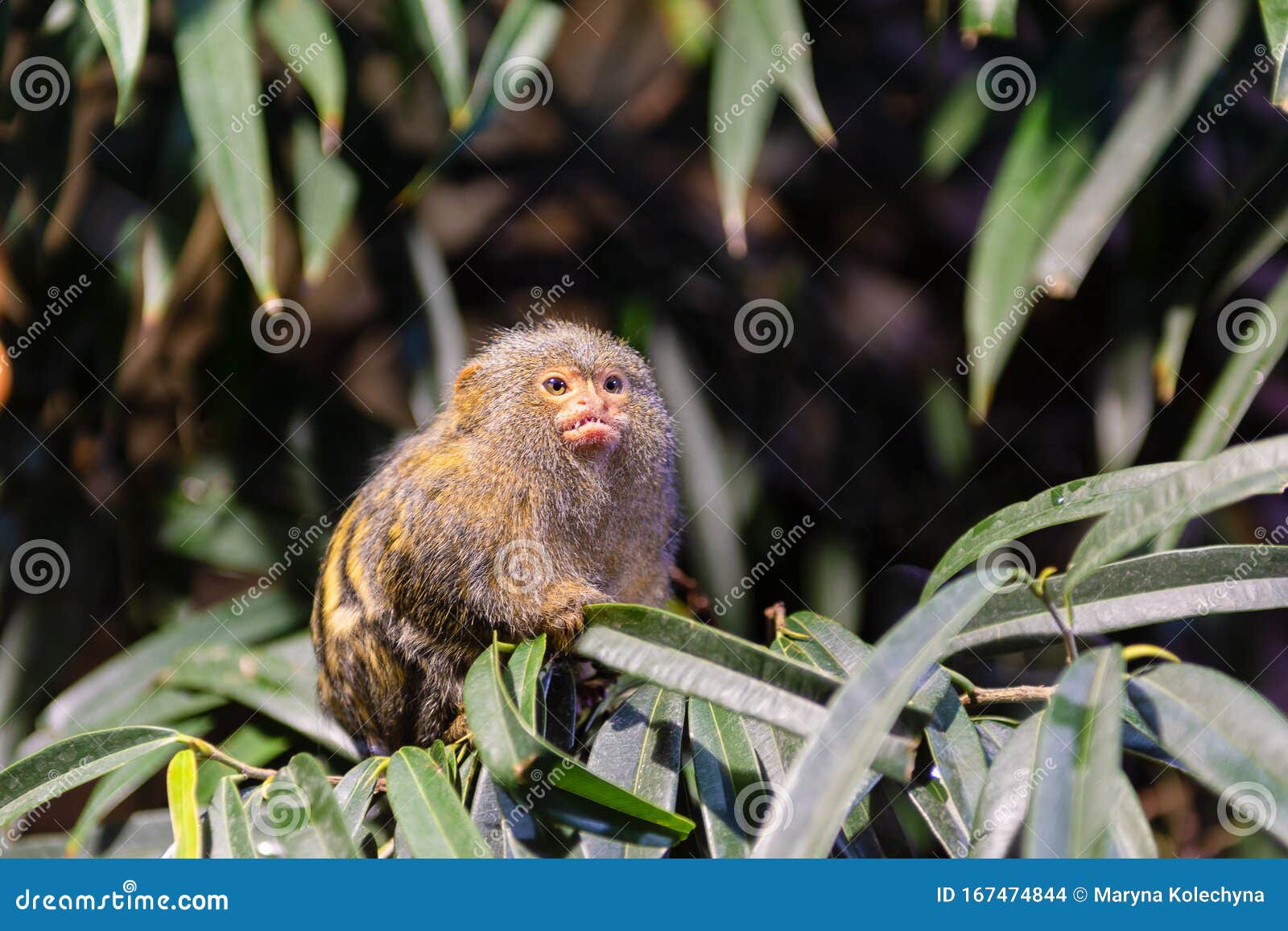 Pygmy Marmoset or Dwarf Monkey, Small Monkey on the Tree Stock Photo ...