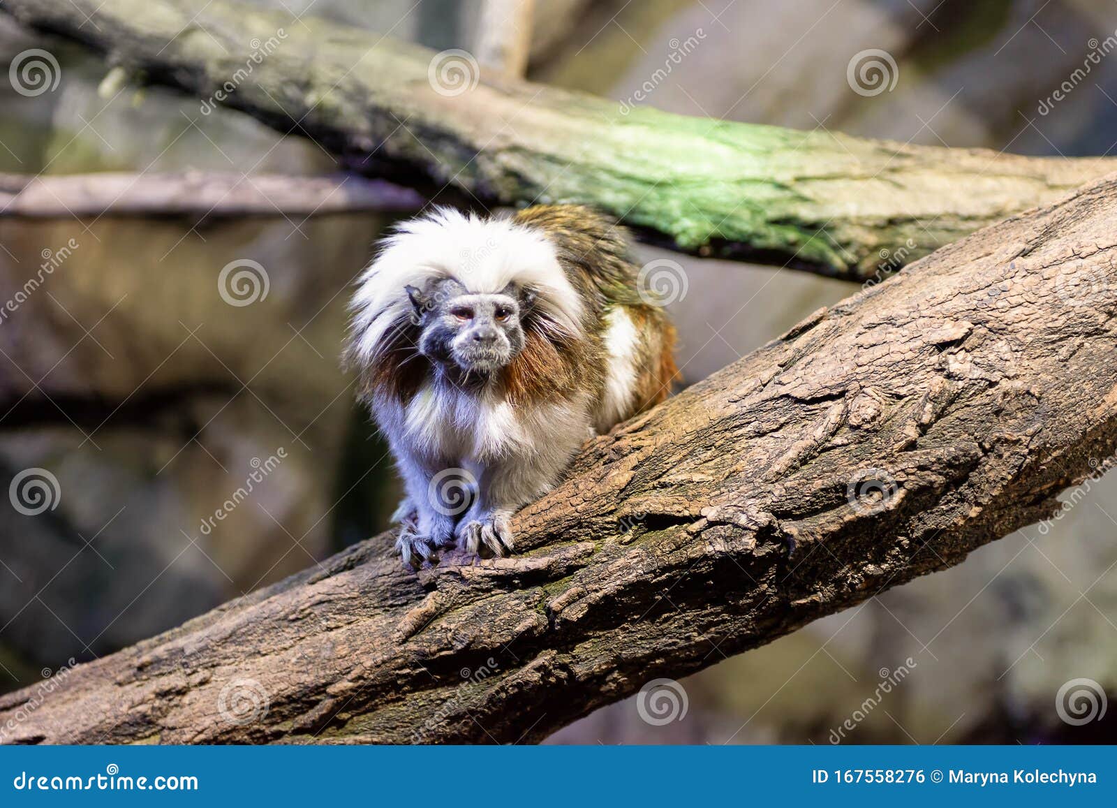 Pygmy Marmoset or Dwarf Monkey, Small Monkey on the Tree Stock Photo ...