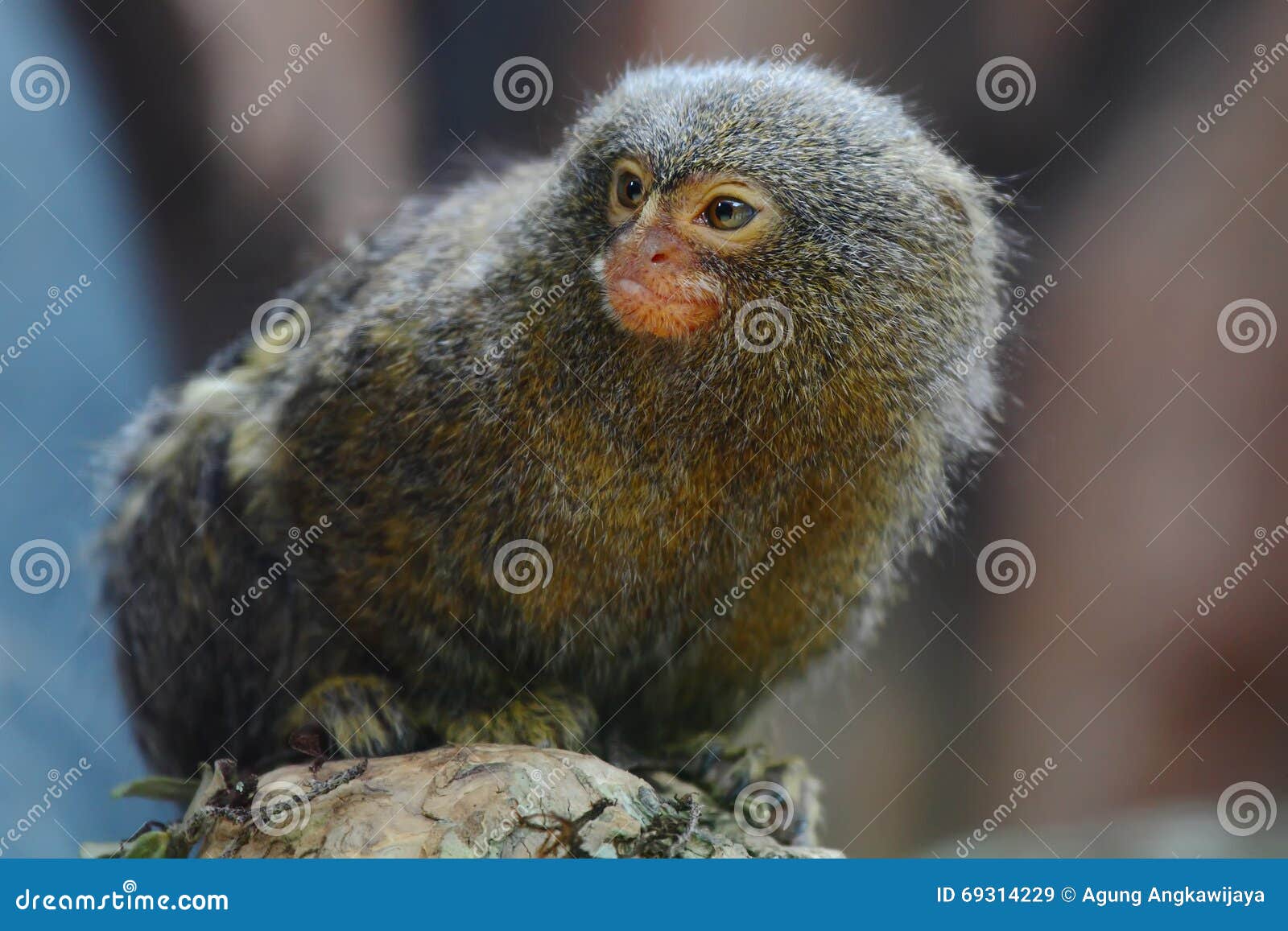 Pygmy Marmoset Monkey stock image. Image of mammals, social - 69314229