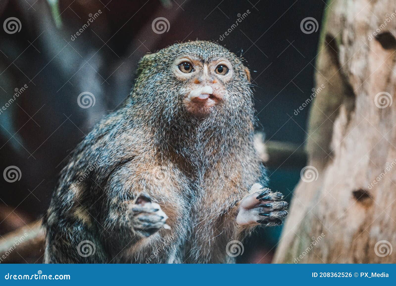 Pygmy Marmoset Monkey Eating Something Stock Photo - Image of depth ...