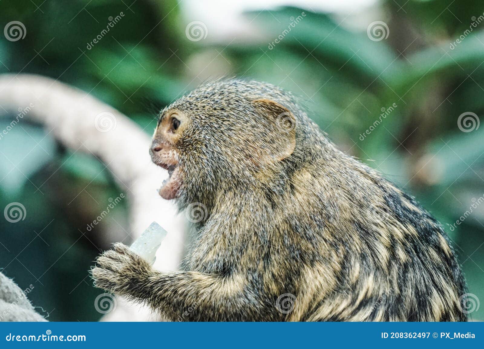 Pygmy Marmoset Monkey - Side View Stock Image - Image of selected ...