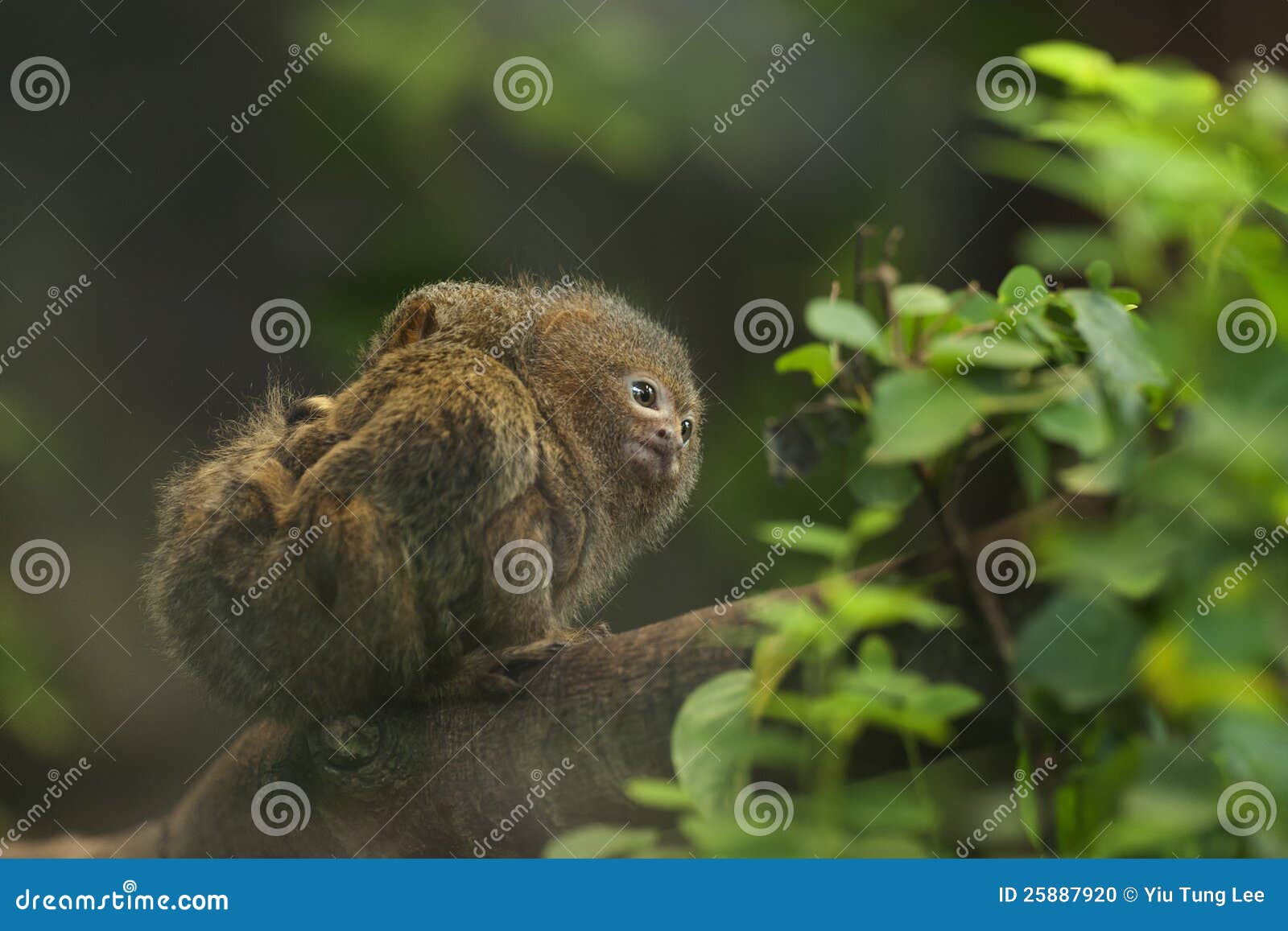 Pygmy Marmoset, Smallest Monkey in the World Stock Photo - Image of ...