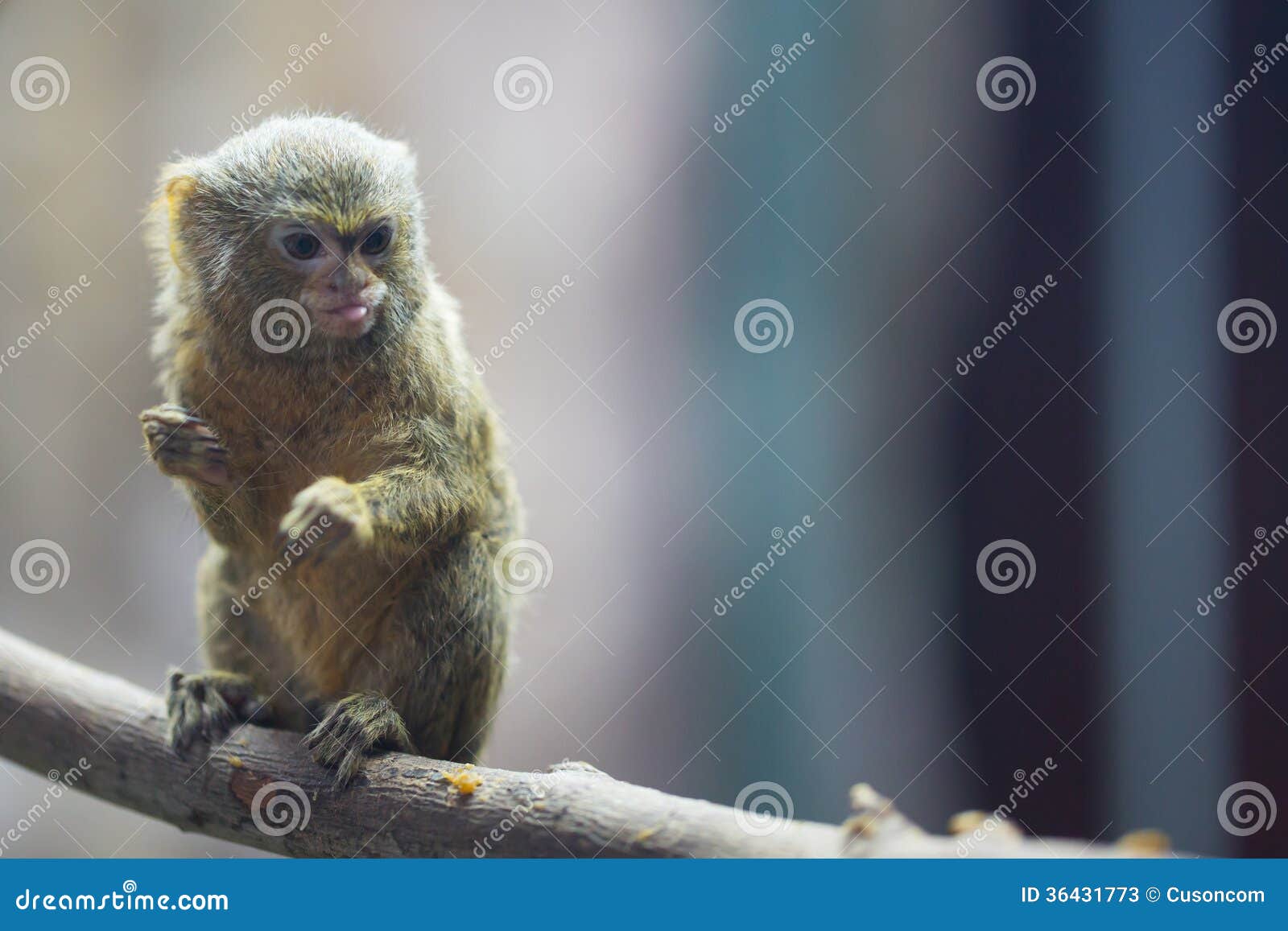 Pygmy Marmoset Stock Image | CartoonDealer.com #36431773