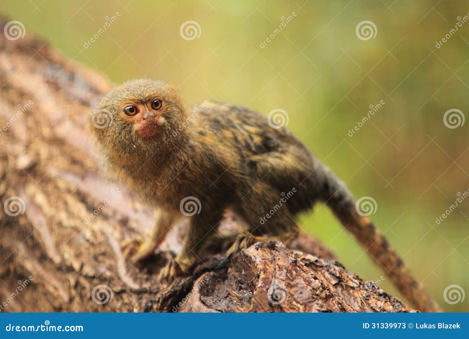 Pygmy marmoset stock image. Image of marmoset, monkey - 31339973