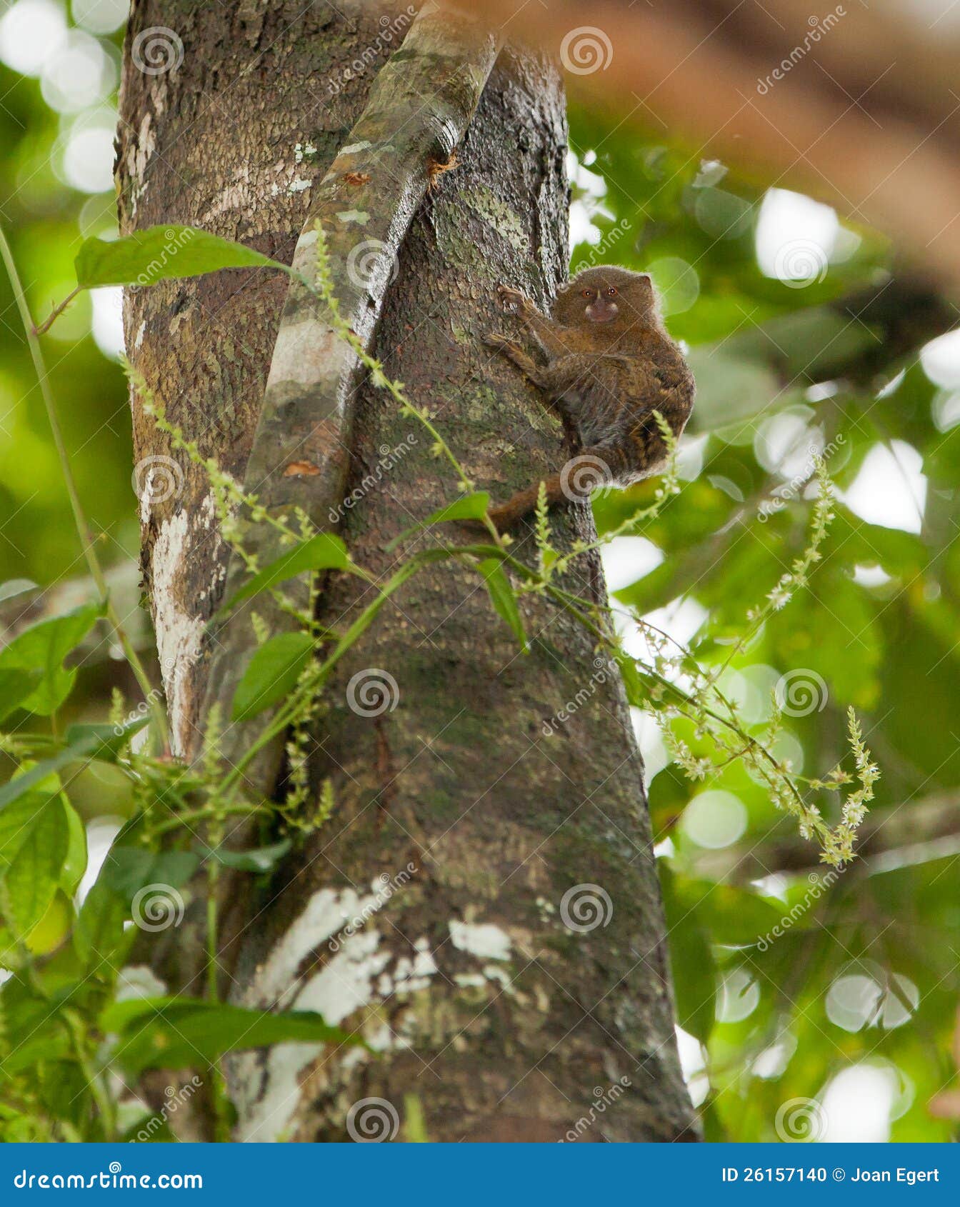 A Pygmy Marmosete on a Tree Stock Photo - Image of monkey, colour: 26157140