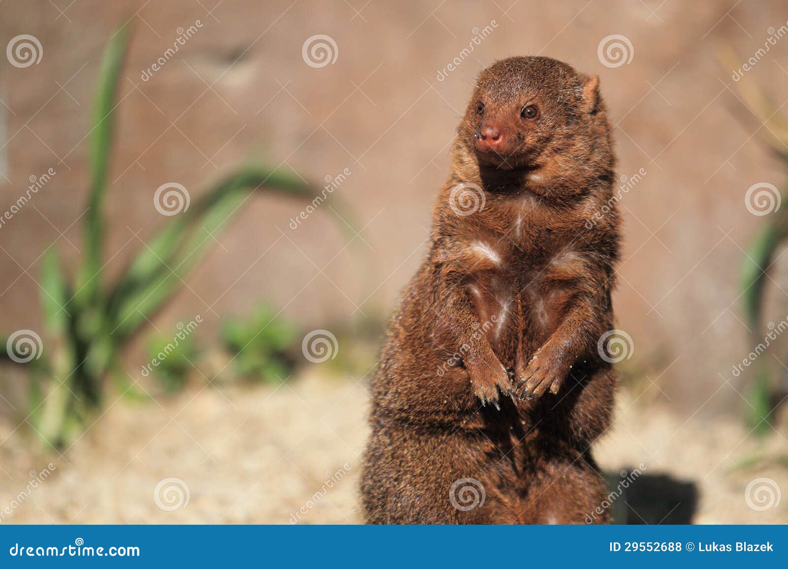 Common Pygmy Woodlouse (Trichoniscus Provisorius) Royalty-Free Stock ...