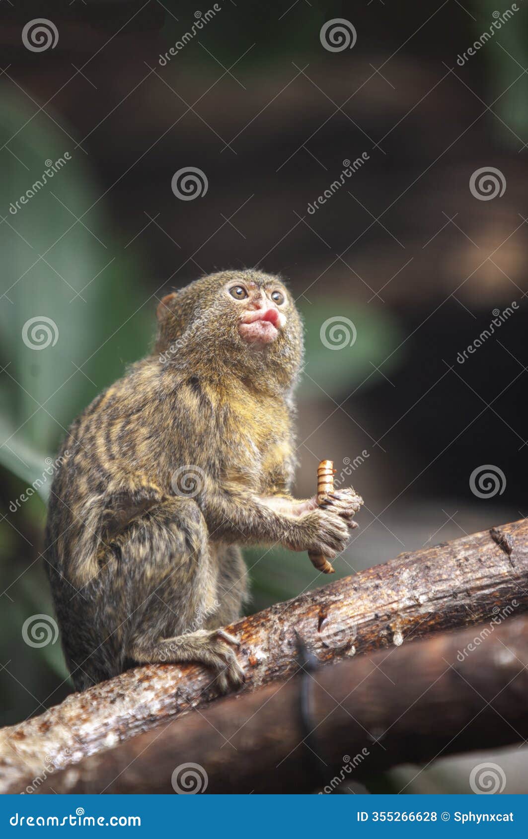 Pygmy Monkey Marmoset Cebuella Pygmaea Stock Photo - Image of camera ...