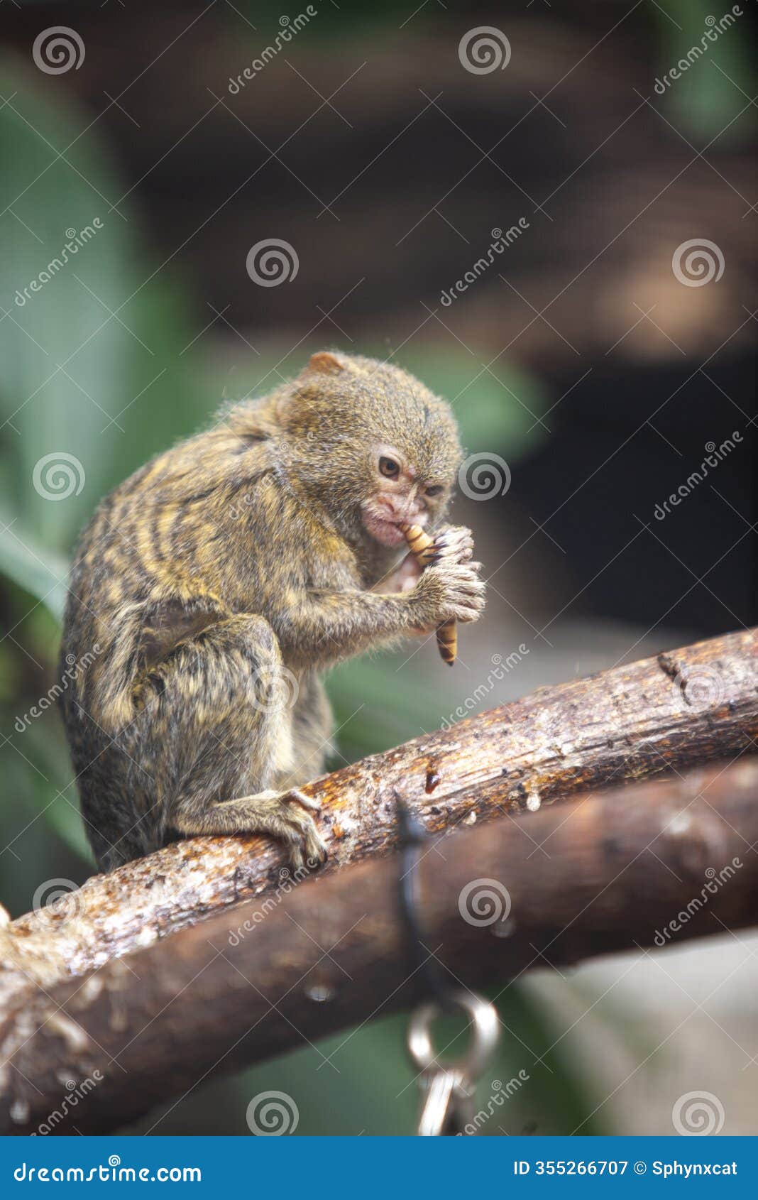 Pygmy Monkey Marmoset Cebuella Pygmaea Stock Image - Image of looking ...