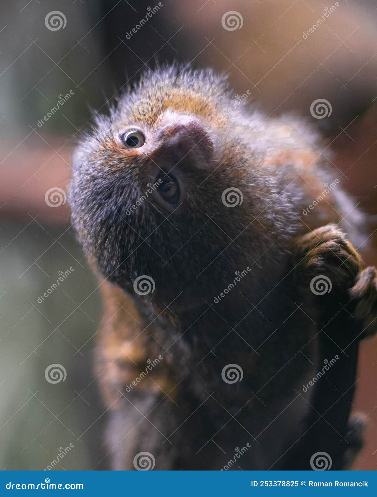 Pygmy Mormoset Posing for Photo Stock Image - Image of wildlife, rodent ...