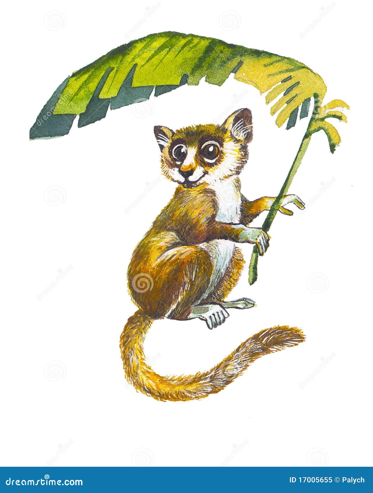 Pygmy Mouse Lemur Royalty-Free Stock Photography | CartoonDealer.com ...