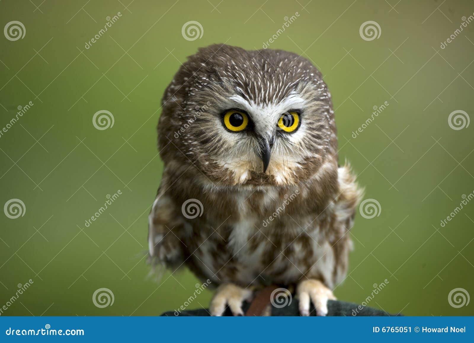 Cute Baby Pygmy Owl
