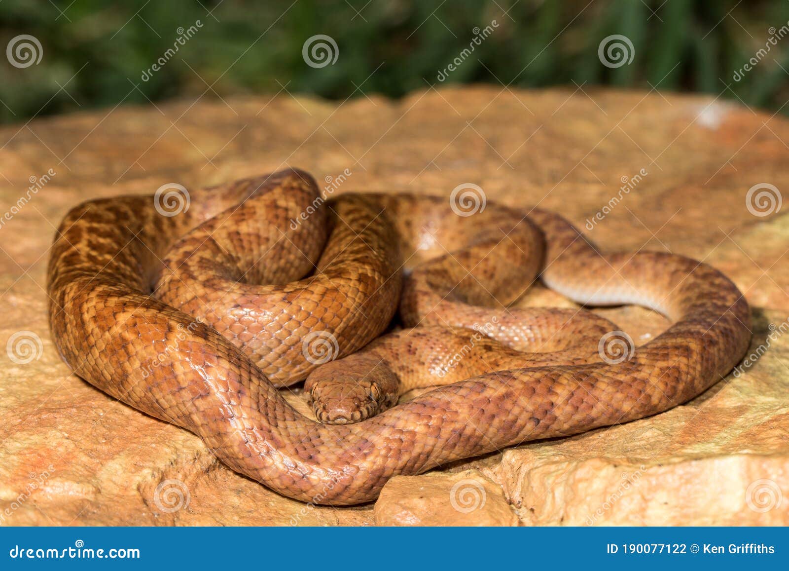Pygmy Python stock photo. Image of nature, australian - 190077122
