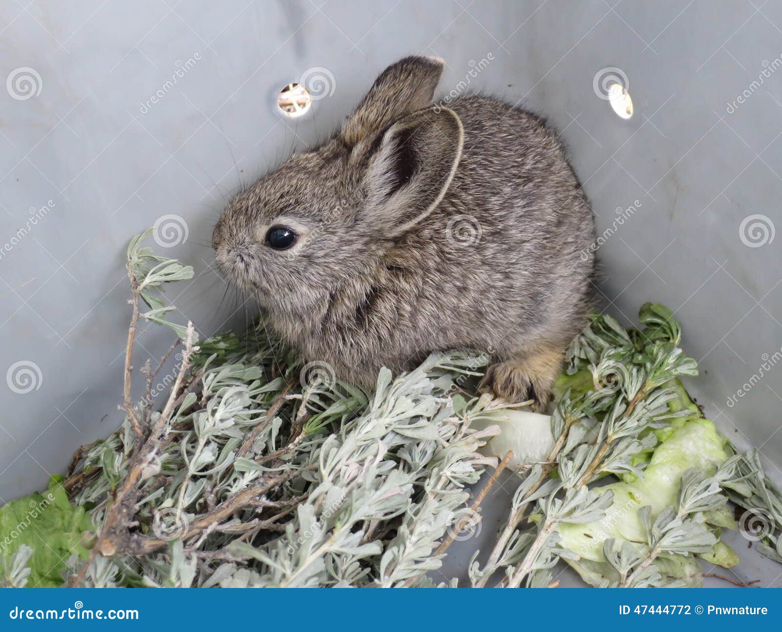 Columbia Basin Pygmy Rabbit Royalty-Free Stock Image | CartoonDealer ...