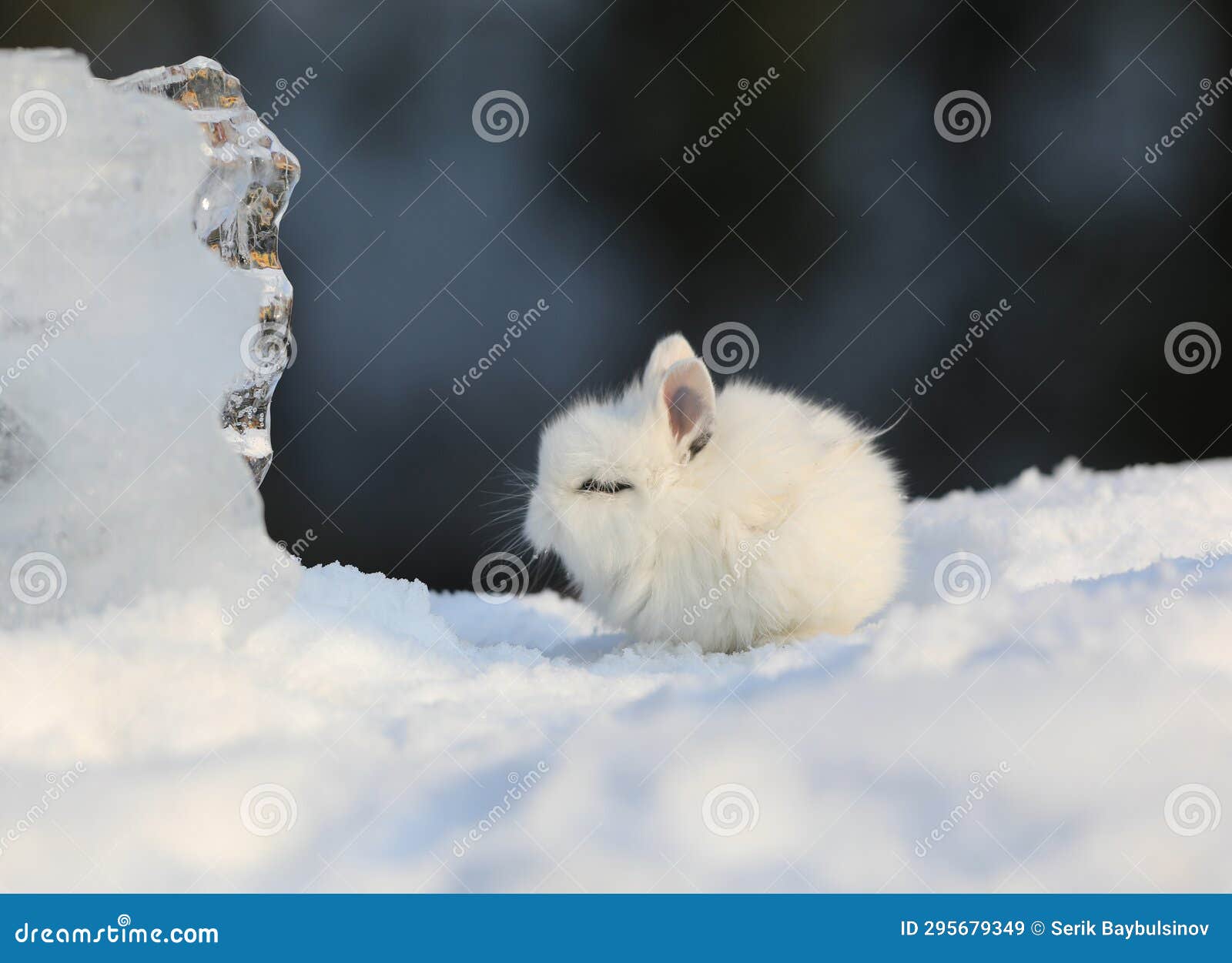 Pygmy rabbit in snow stock image. Image of snow, pygmy - 295679349