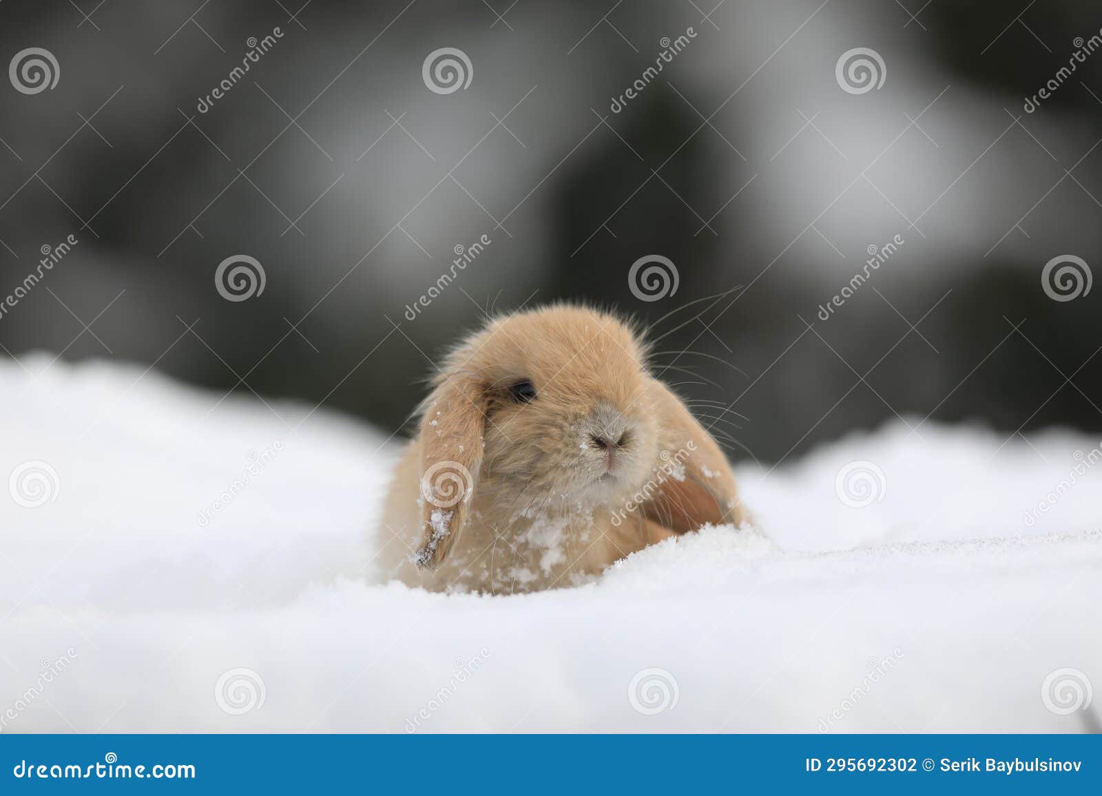 Pygmy rabbit in snow stock photo. Image of purebred - 295692302