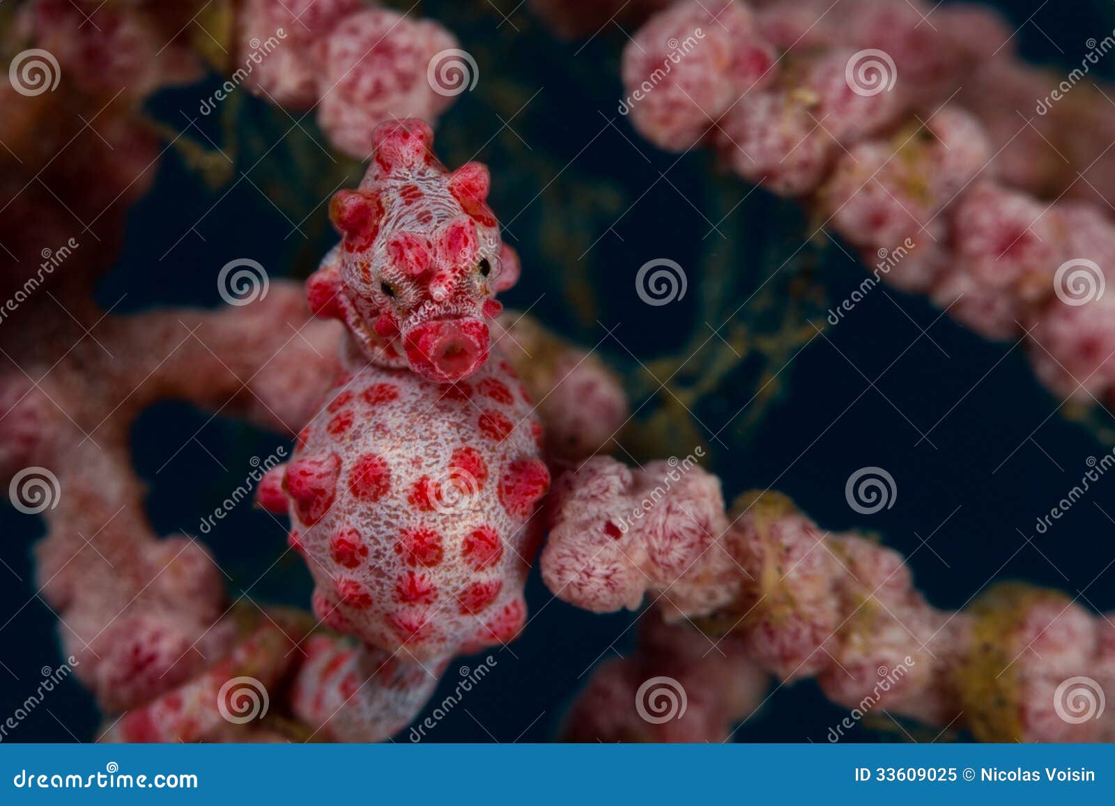 Seahorse Change Color Stock Photos - Free & Royalty-Free Stock Photos ...