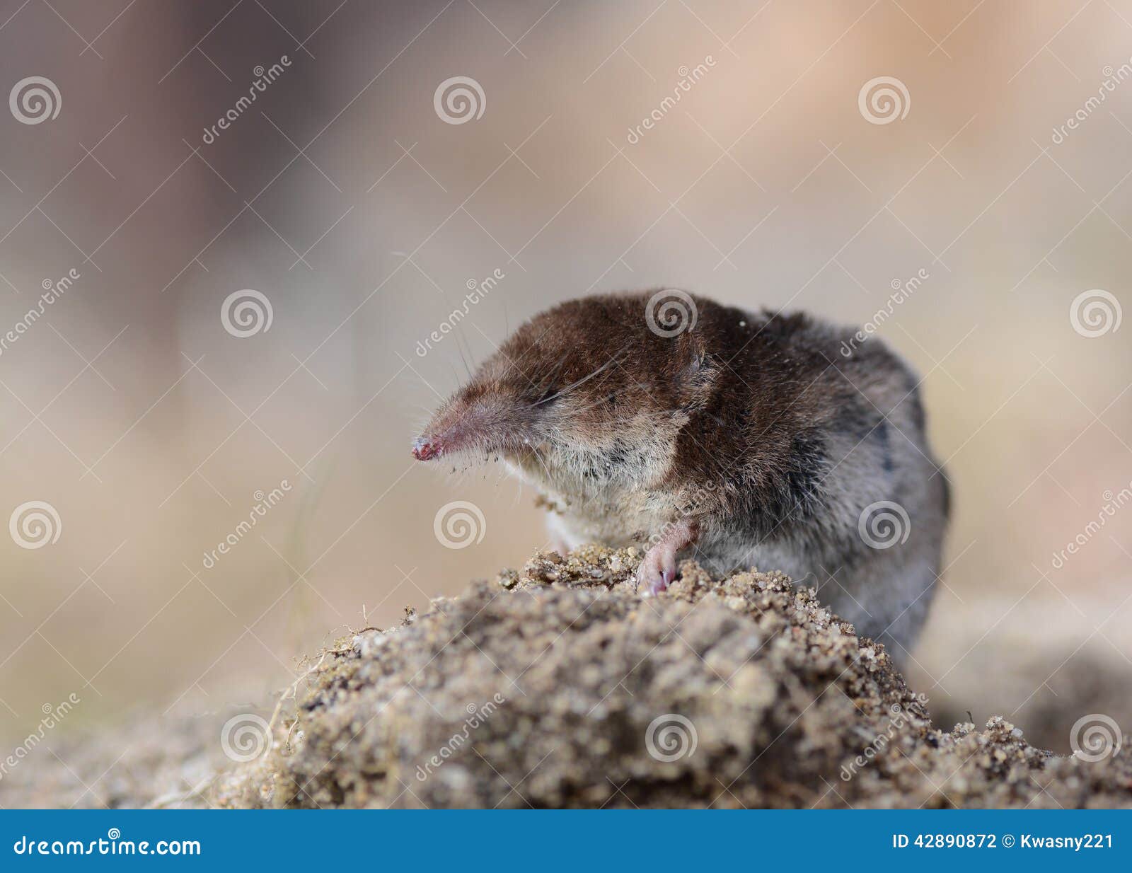 Pygmy Shrew stock photo. Image of fluffy, habitat, primitive - 42890872