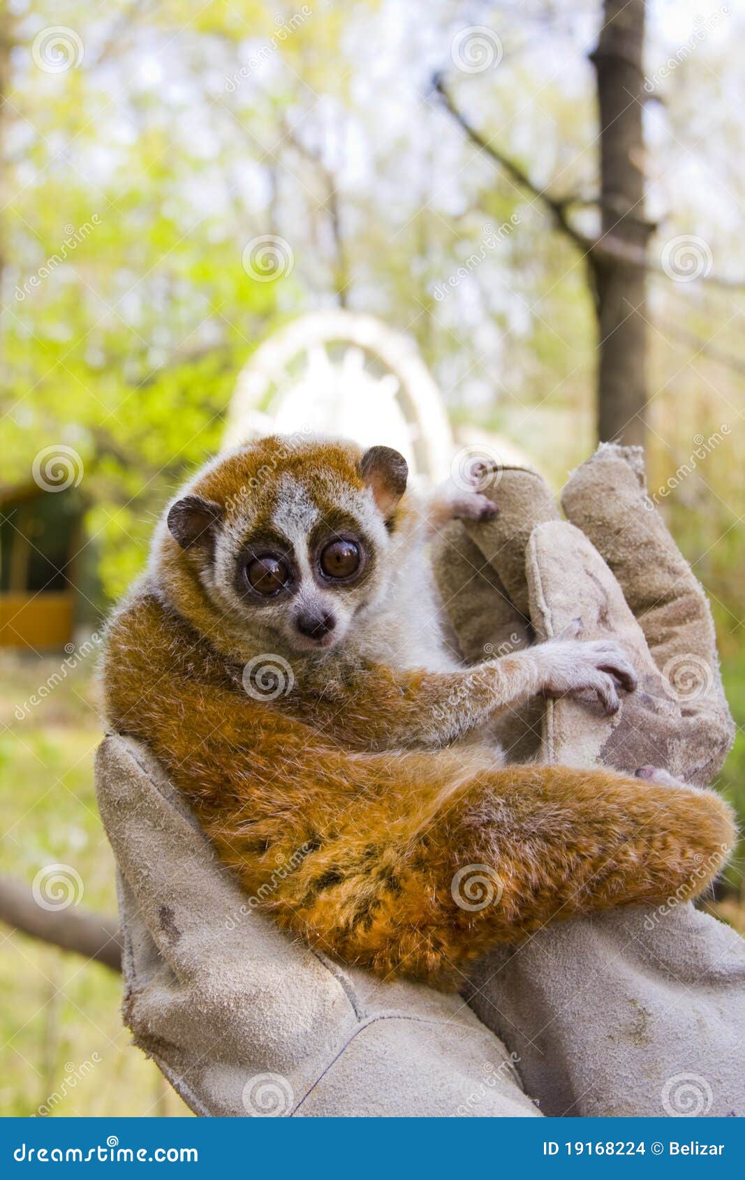 Pygmy Slow Loris (Nycticebus Pygmaeus) Stock Photo - Image of female ...