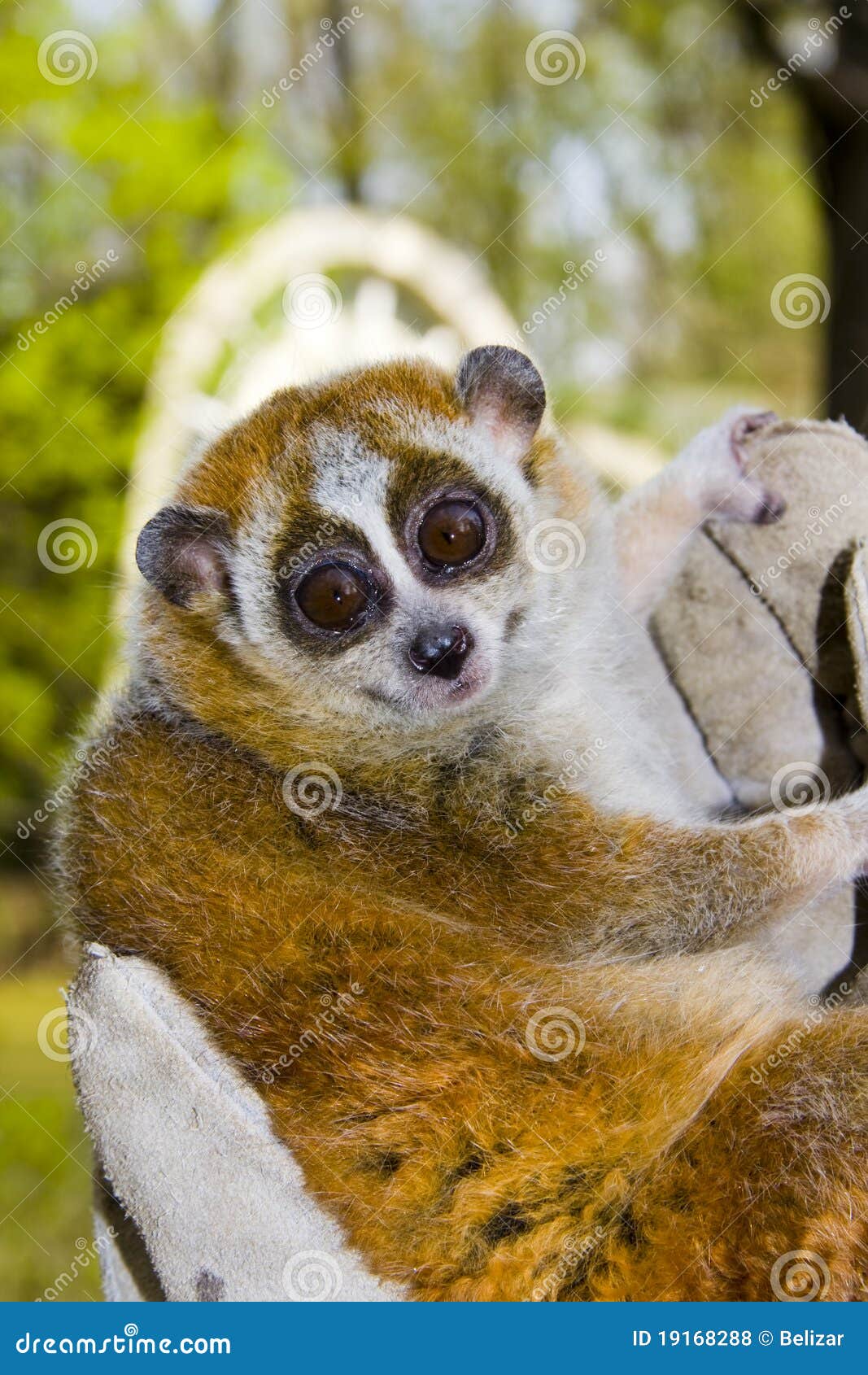 Pygmy Slow Loris (Nycticebus Pygmaeus) Stock Photo - Image of prosimii ...