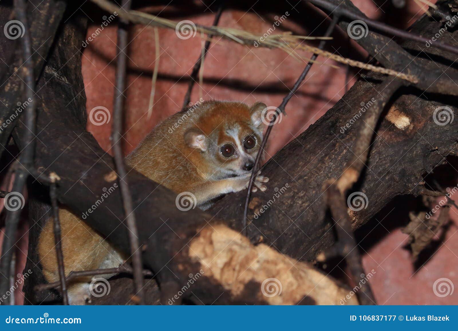 Pygmy slow loris stock image. Image of mammal, animal - 106837177