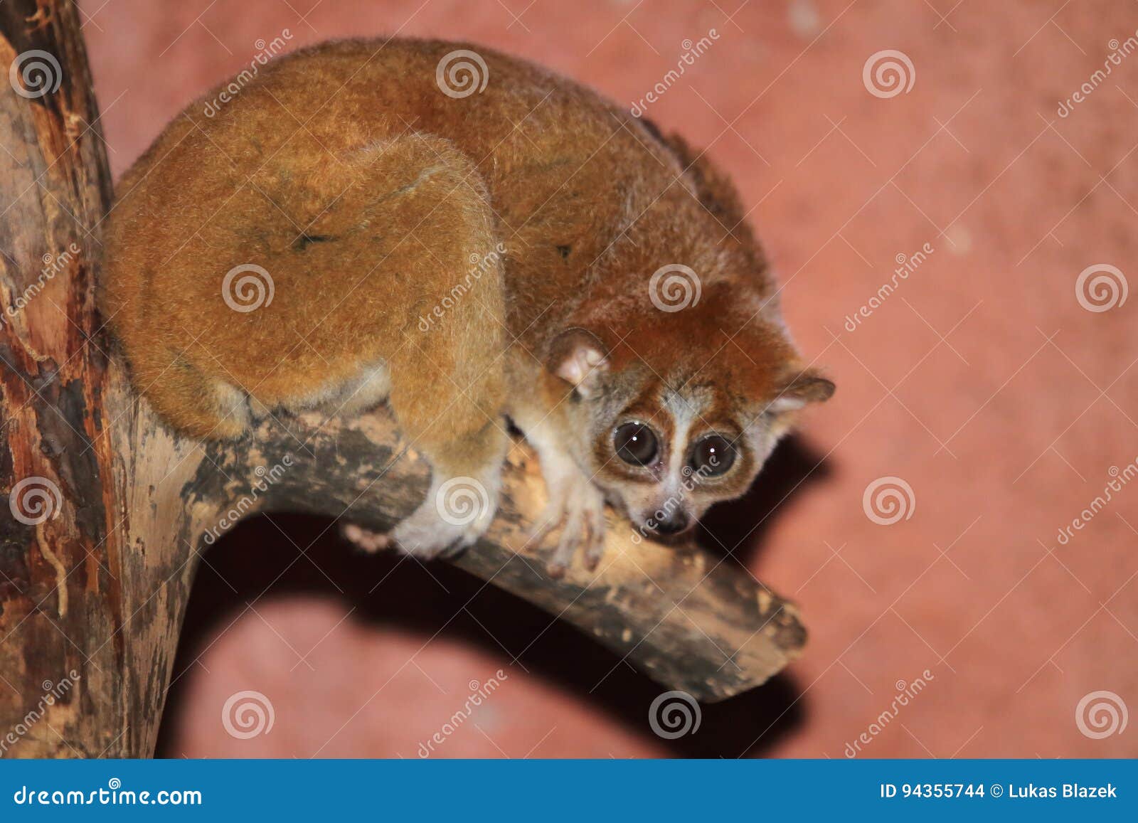 Pygmy slow loris stock photo. Image of wood, nature, slow - 94355744