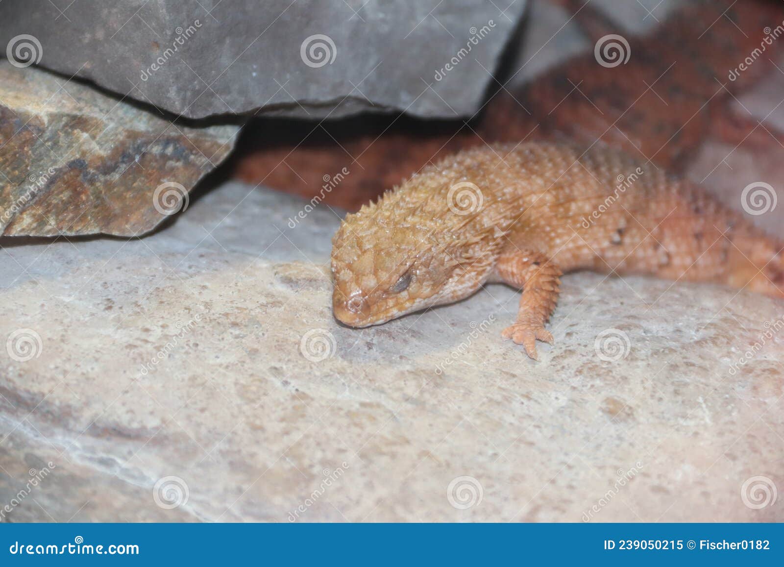 Spiny Pygmy Chameleon (Rhampholeon Acuminatus) Stock Photography ...