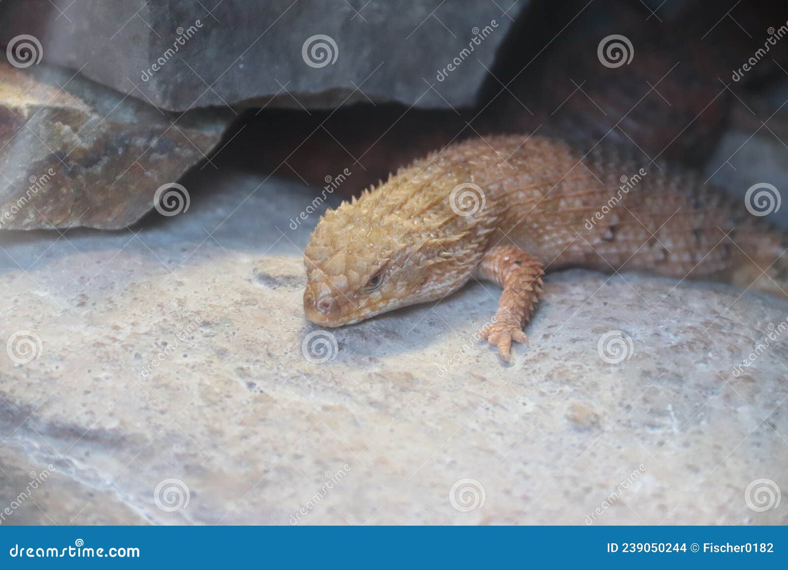 Spiny Pygmy Chameleon (Rhampholeon Acuminatus) Stock Photography ...